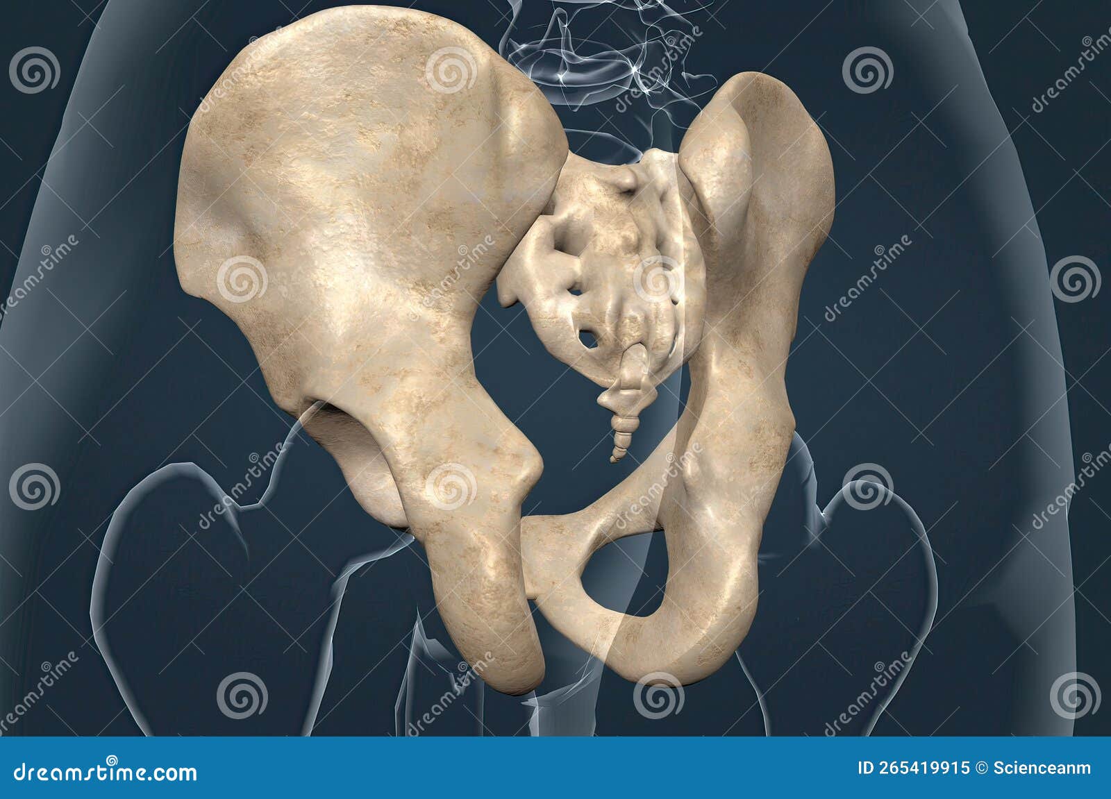 The Hip Bone is a Large Flat Bone, Constricted in the Center and ...