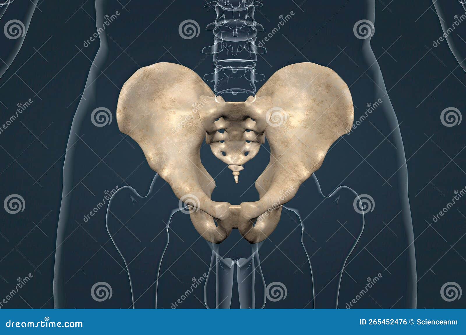 The Hip Bone is a Large Flat Bone, Constricted in the Center and ...