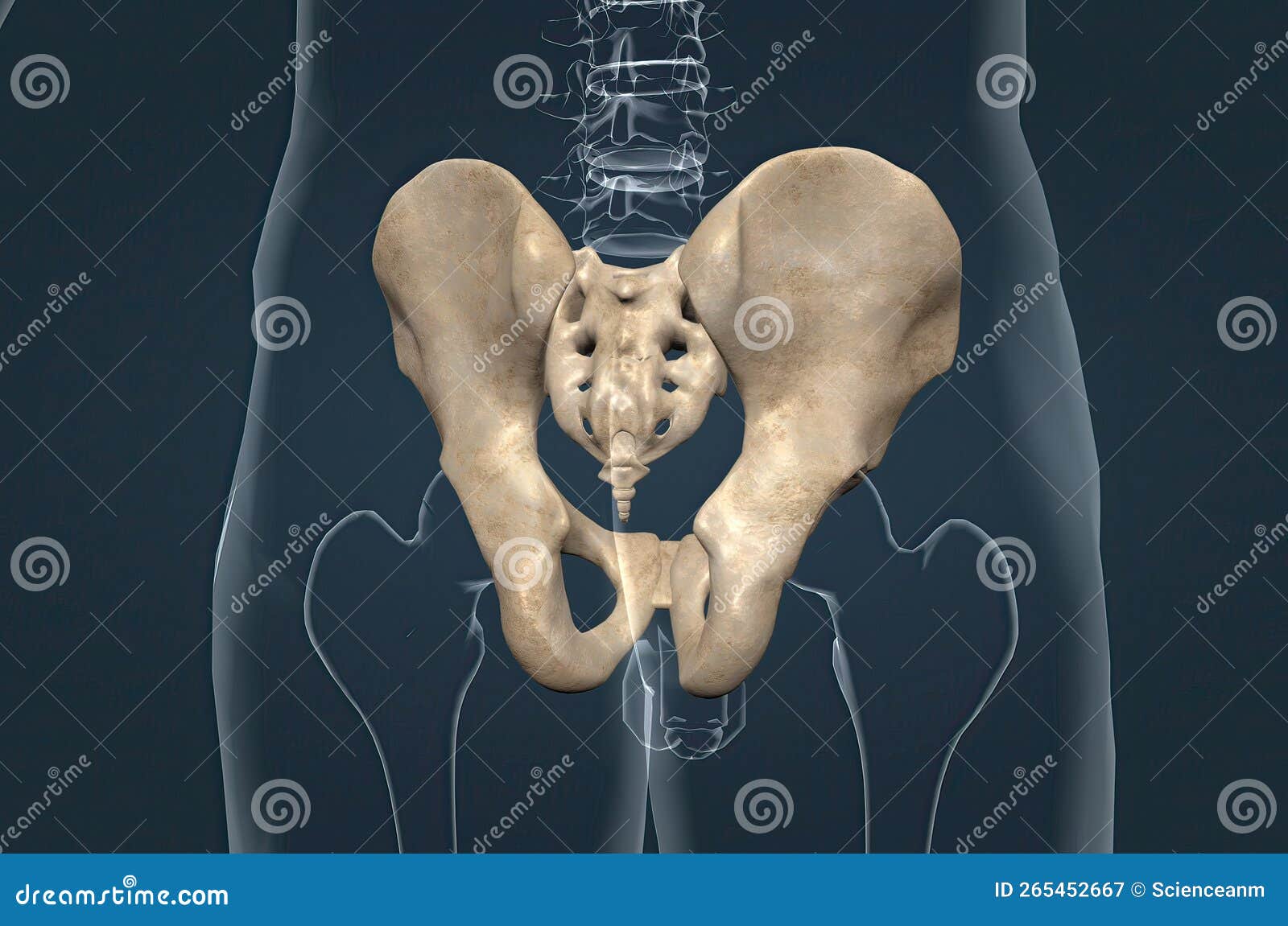 The Hip Bone is a Large Flat Bone, Constricted in the Center and ...