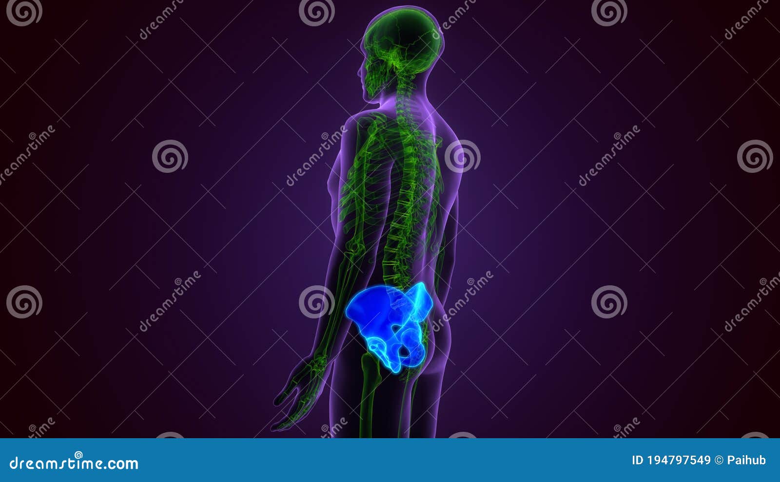 Human Skeleton Hip or Pelvic Bone Anatomy for Medical Concept 3D ...