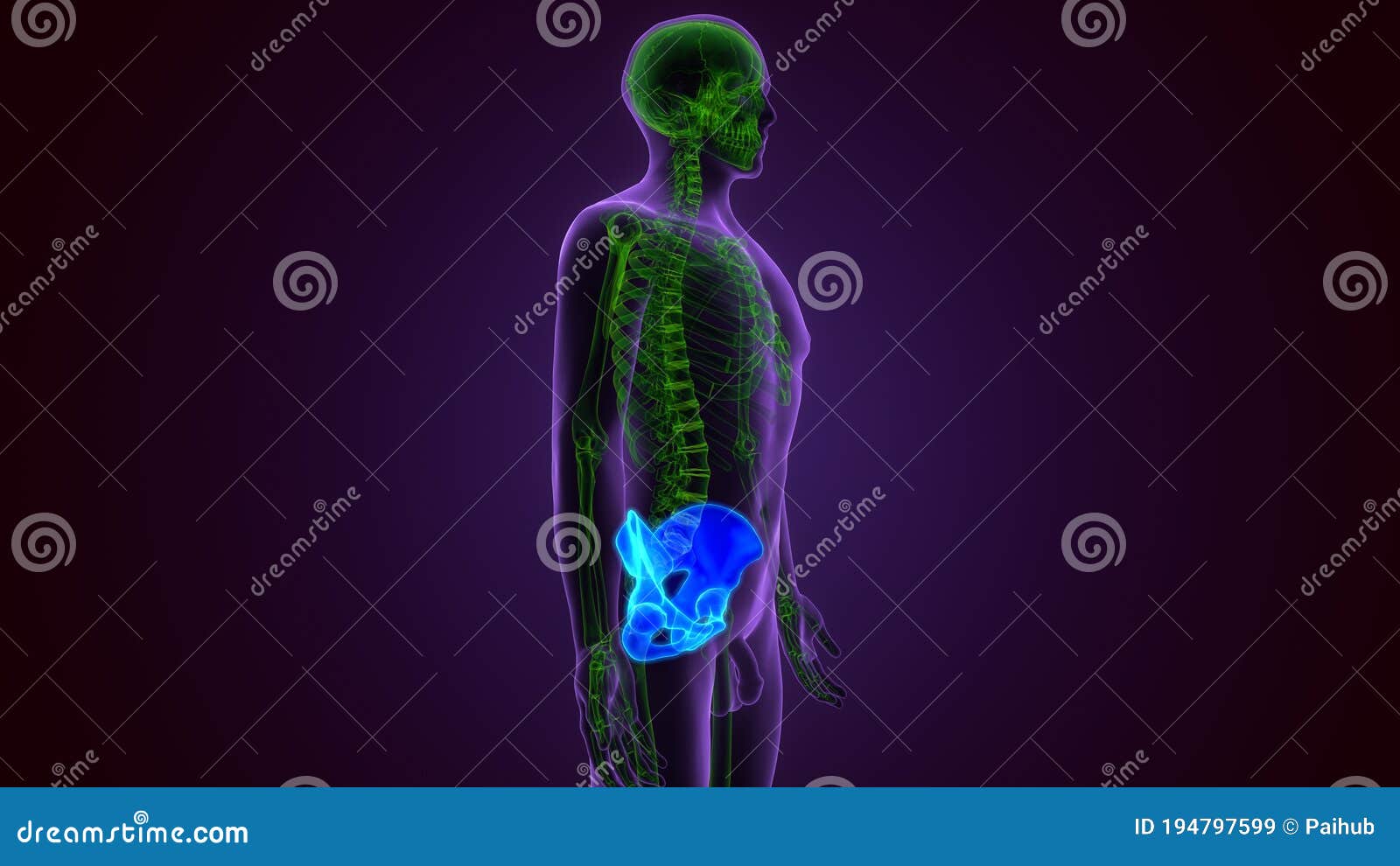 Human Eye. Constricted, Dilated, And Unequal Pupils. Cartoon Vector ...