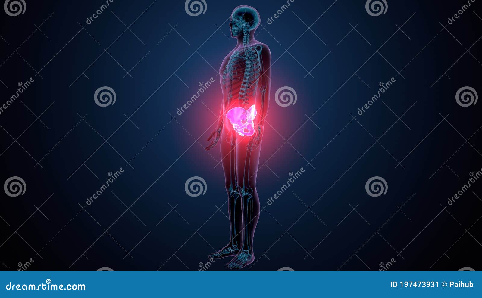 Human Eye. Constricted, Dilated, And Unequal Pupils. Cartoon Vector ...