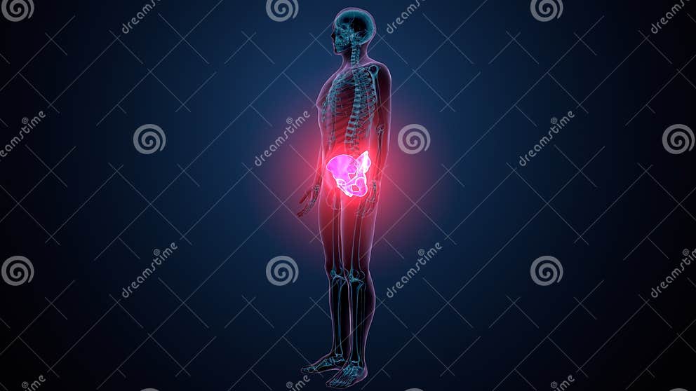 3d Illustration of Human Skeleton Hip or Pelvic Bone Anatomy Stock ...