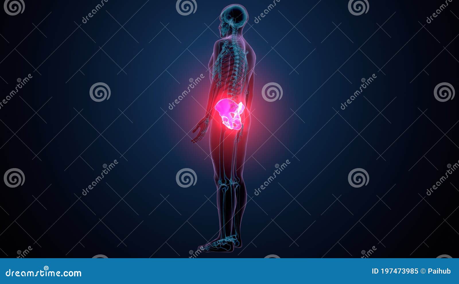 3d Illustration of Human Skeleton Hip or Pelvic Bone Anatomy Stock ...