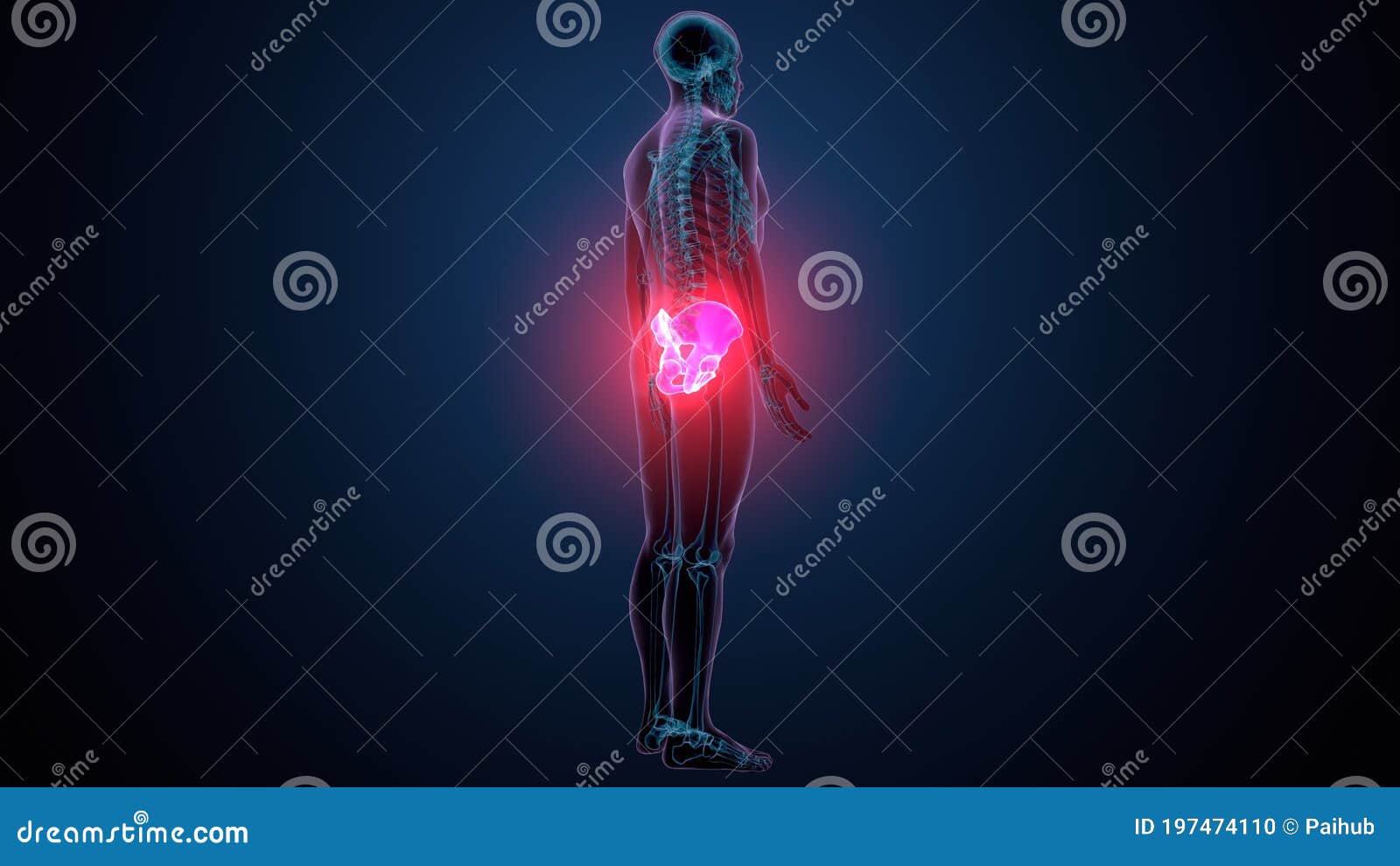3d Illustration of Human Skeleton Hip or Pelvic Bone Anatomy Stock ...