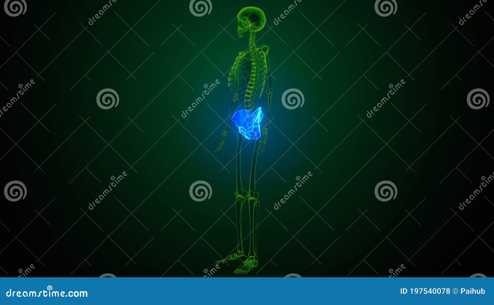 3d Illustartion of Human Skeleton Hip Bone Anatomy Stock Illustration ...