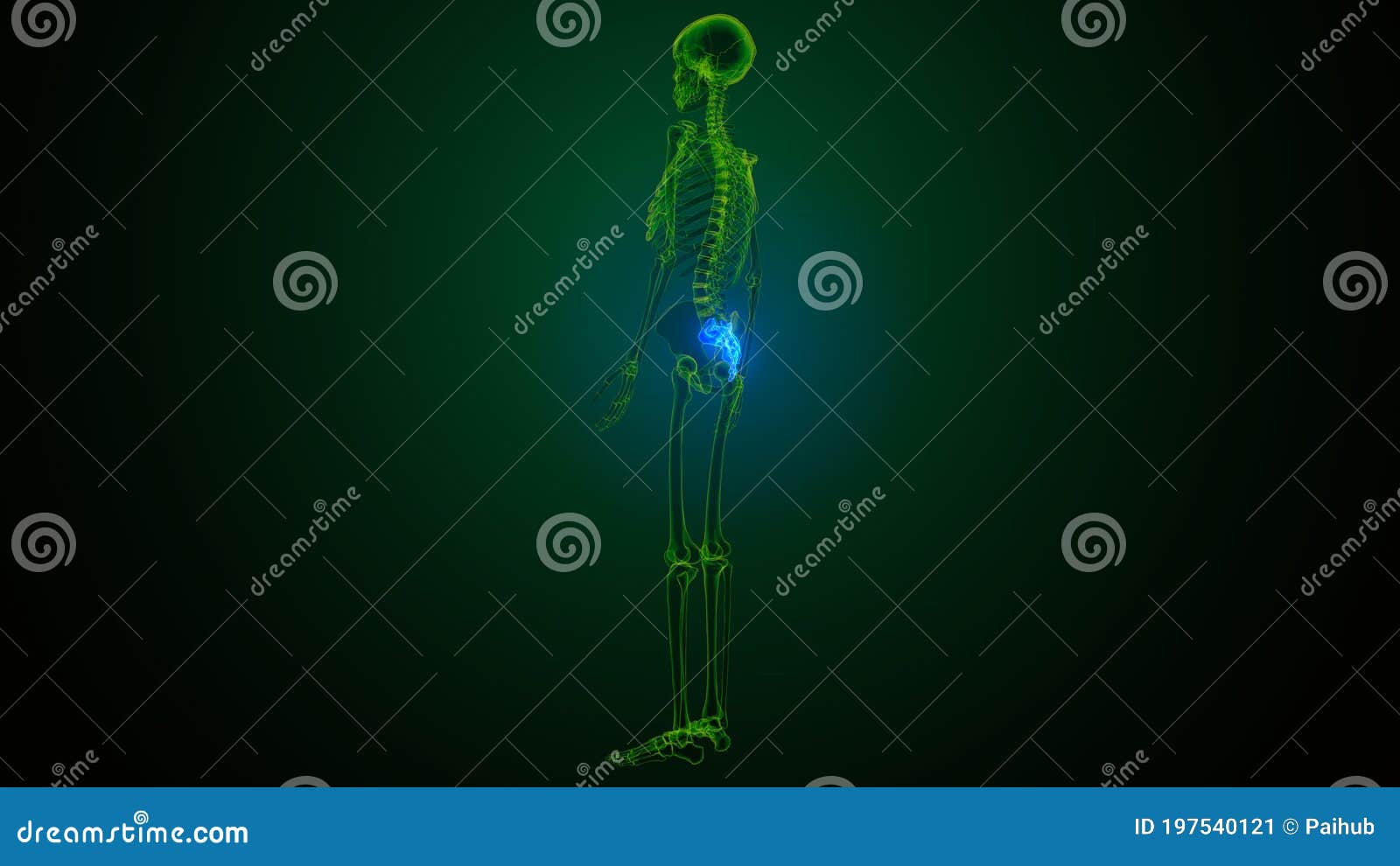 3d Illustartion of Human Skeleton Hip Bone Anatomy Stock Illustration ...