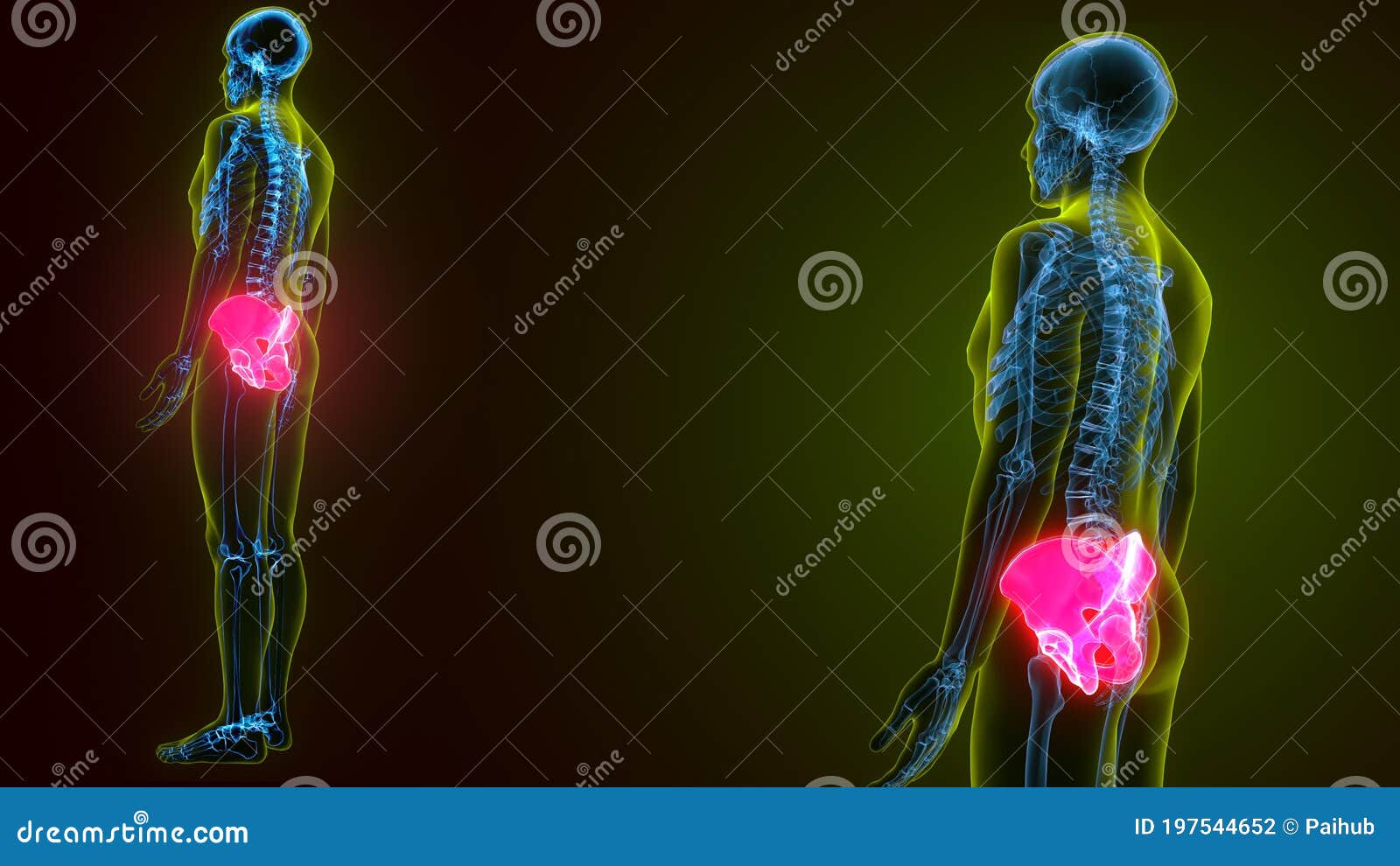 3d Illustration Human Skeleton Hip or Pelvic Bone Anatomy Stock ...