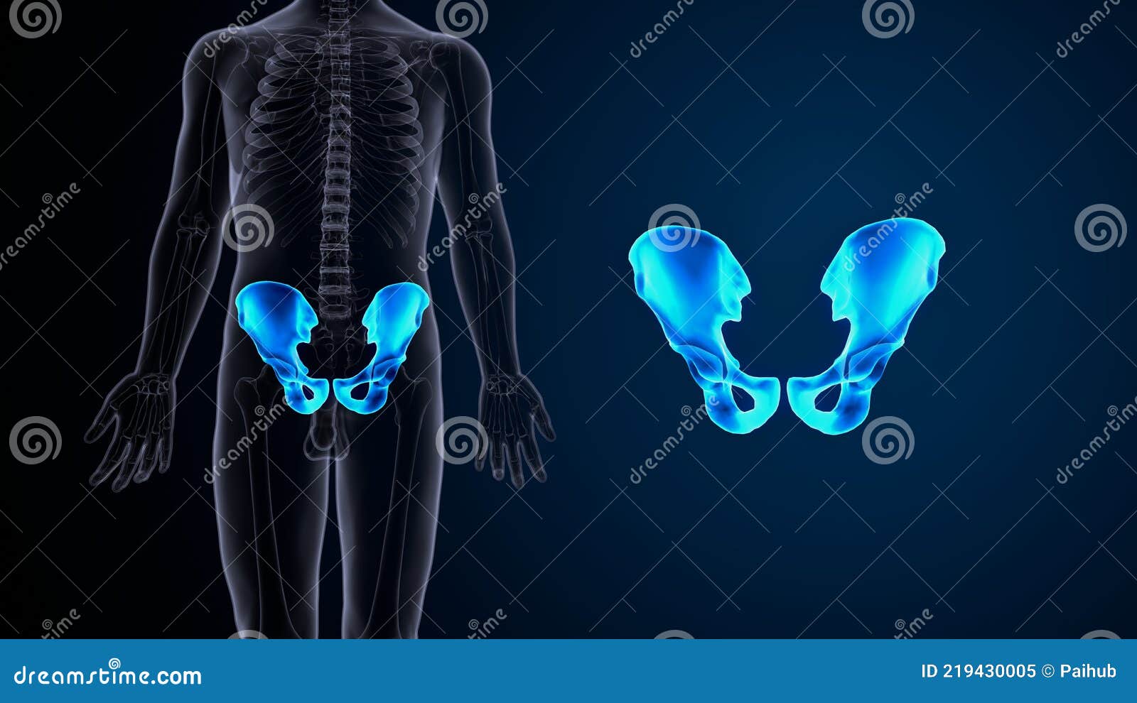 Human Skeleton Hip or Pelvic Bone Anatomy .3d Illustration Stock ...
