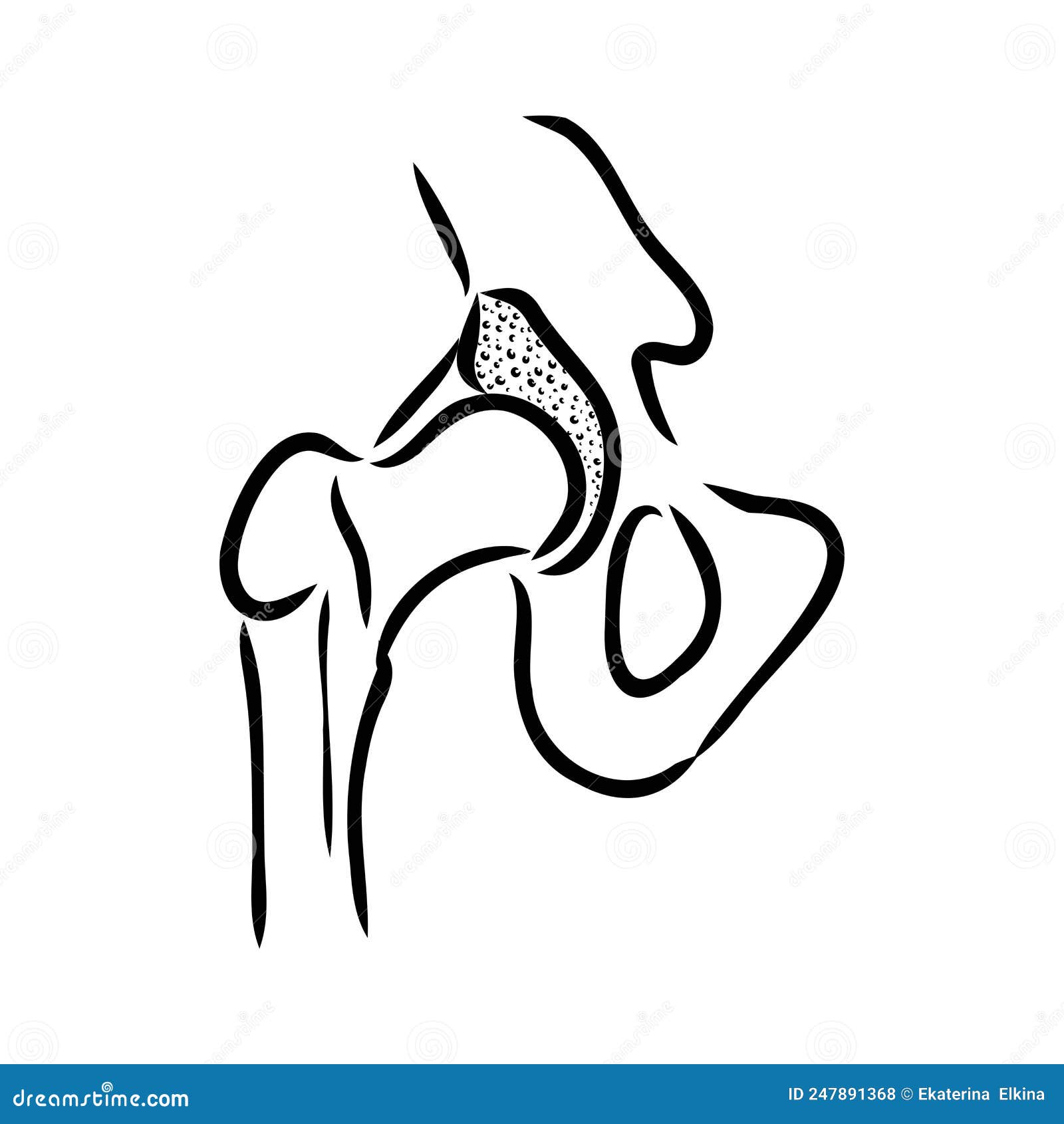 Hip Bone Line Icon Vector Illustration Logo Design. Stock Vector ...