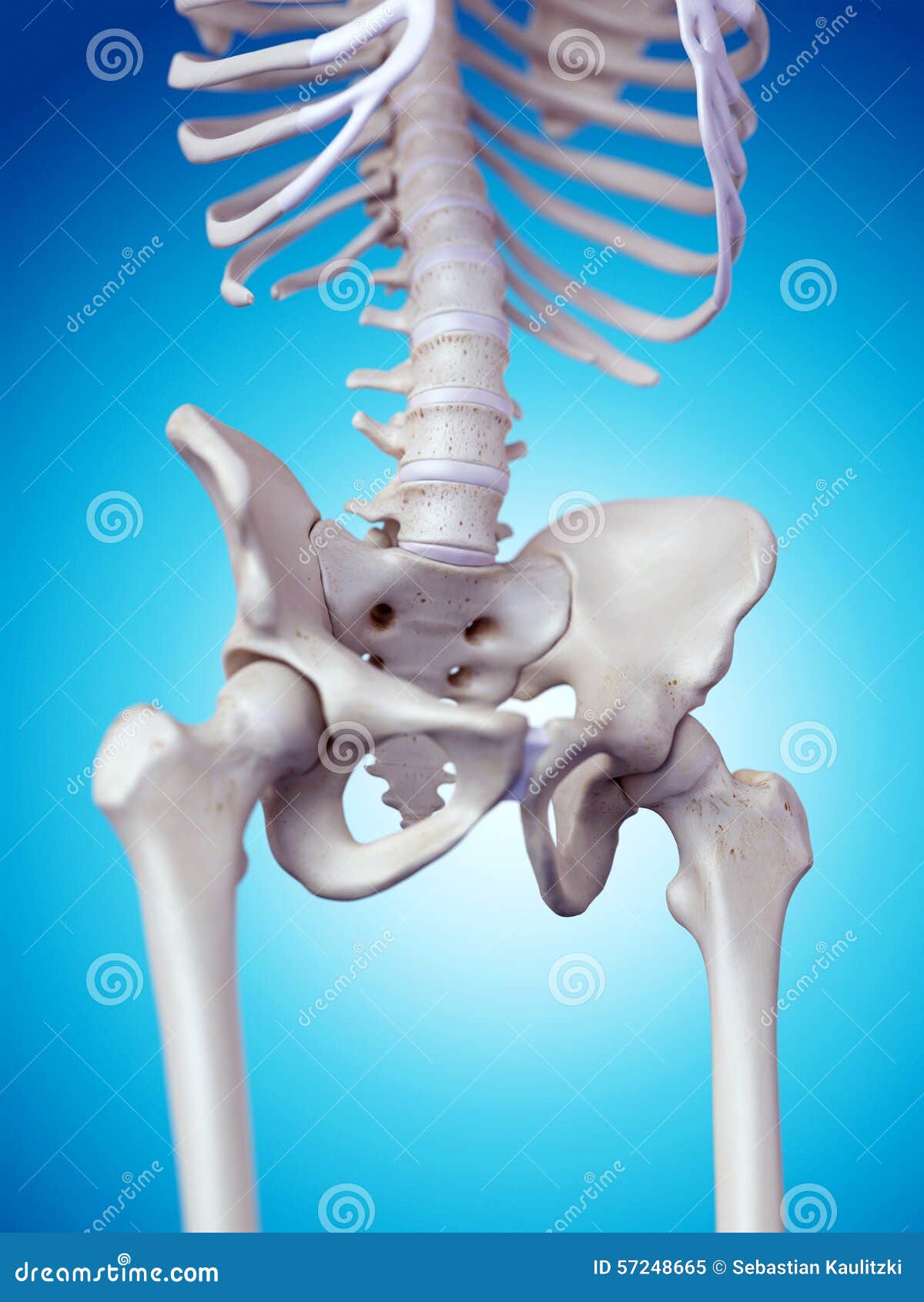 The hip bone stock illustration. Illustration of artwork - 57248665