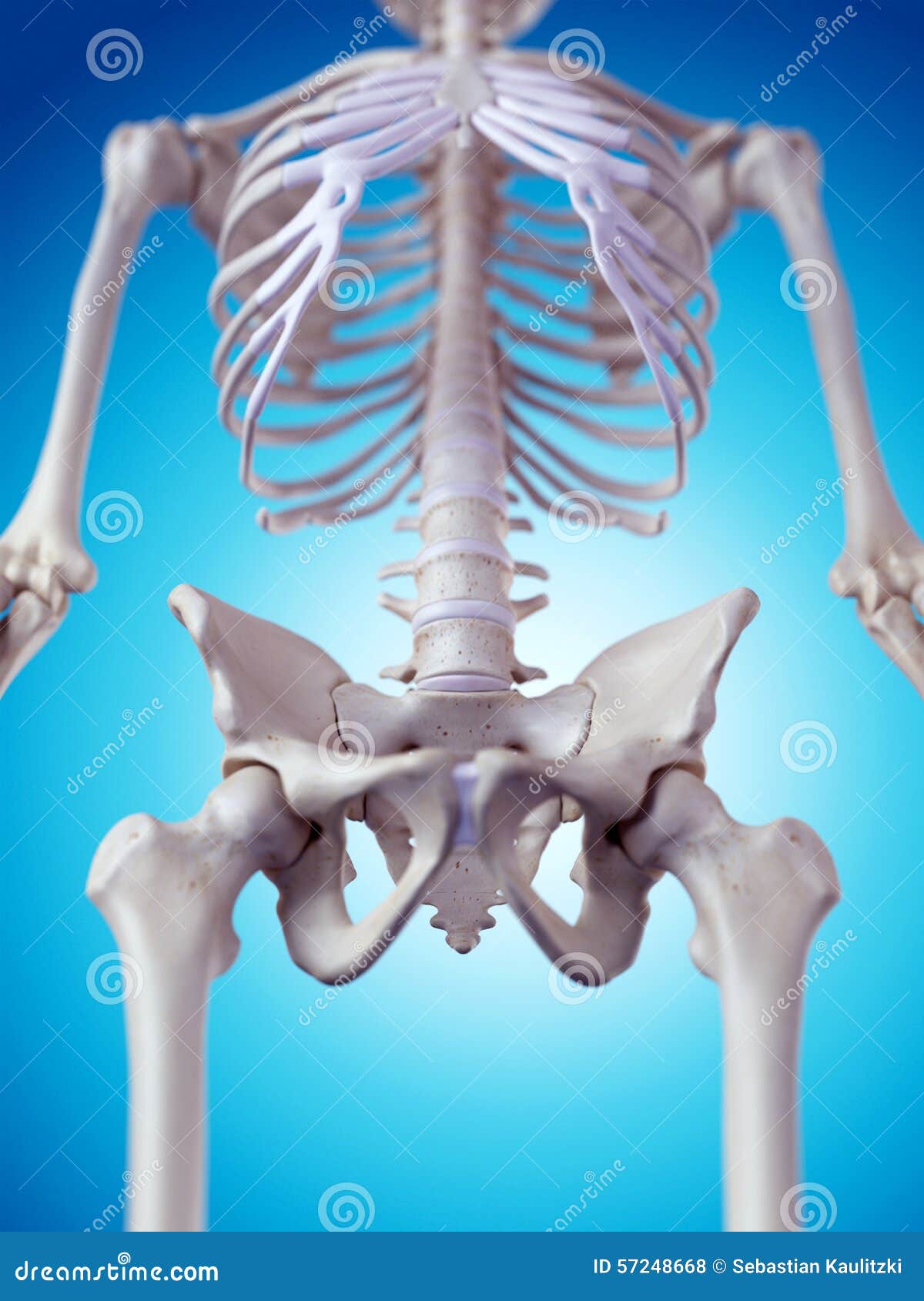 The hip bone stock illustration. Illustration of bone - 57248668