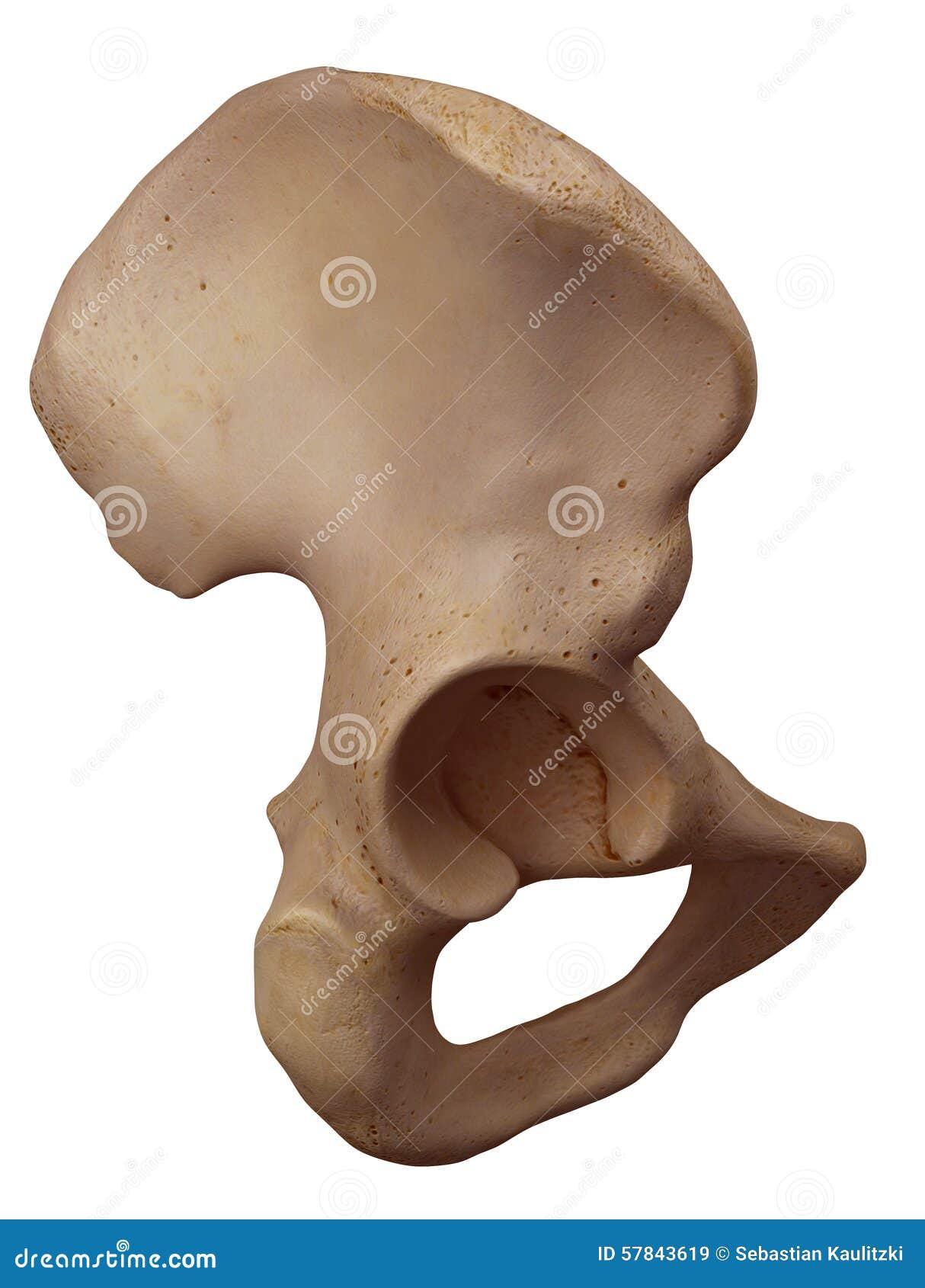 Human Pelvis Side View