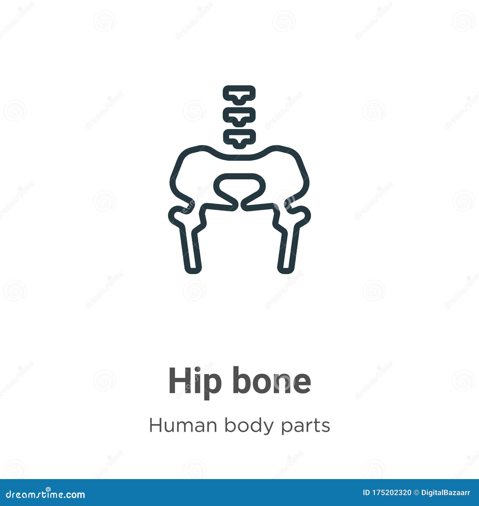 Hip Bone Outline Vector Icon. Thin Line Black Hip Bone Icon, Flat ...