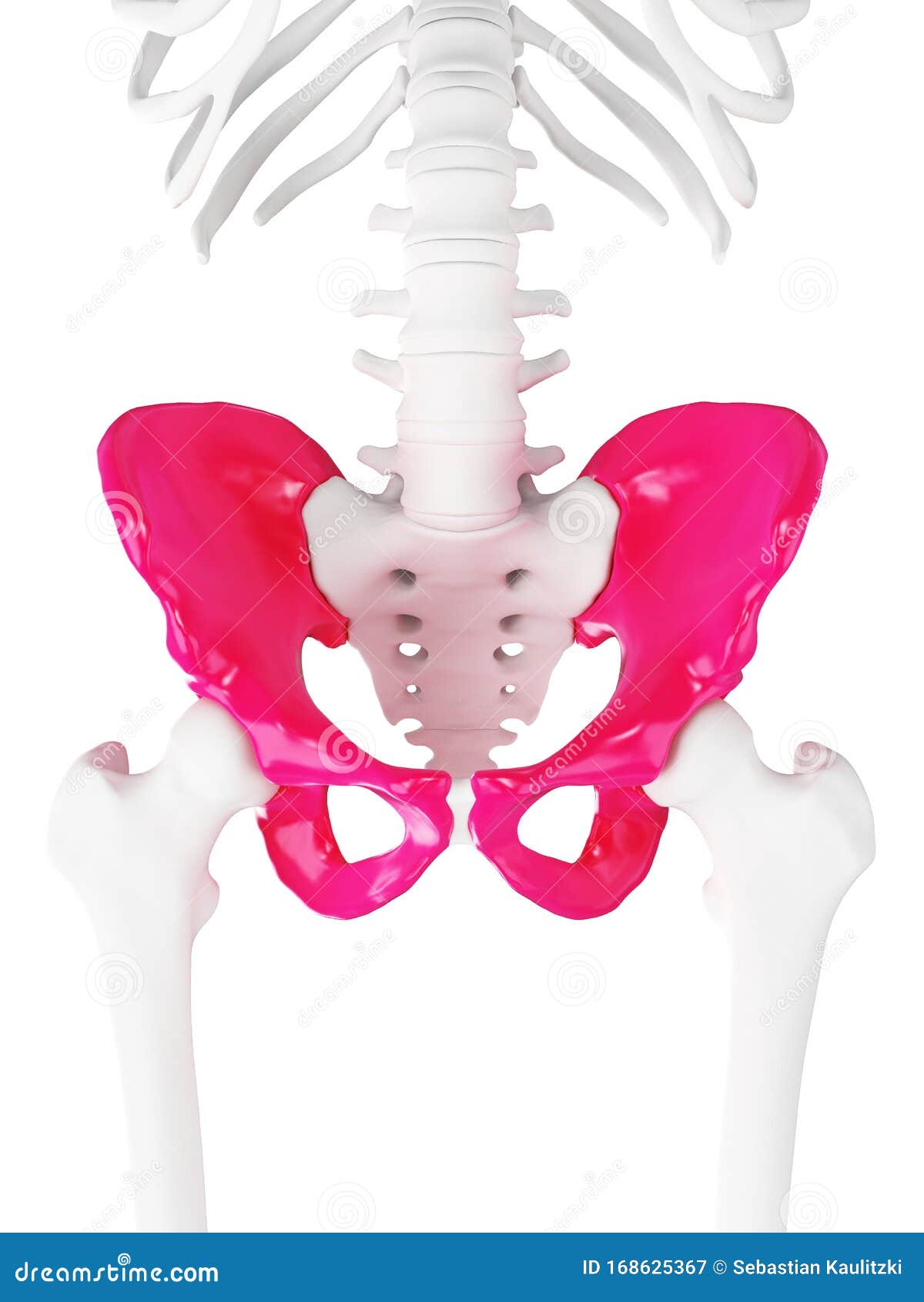 The hip stock illustration. Illustration of anatomical - 168625367