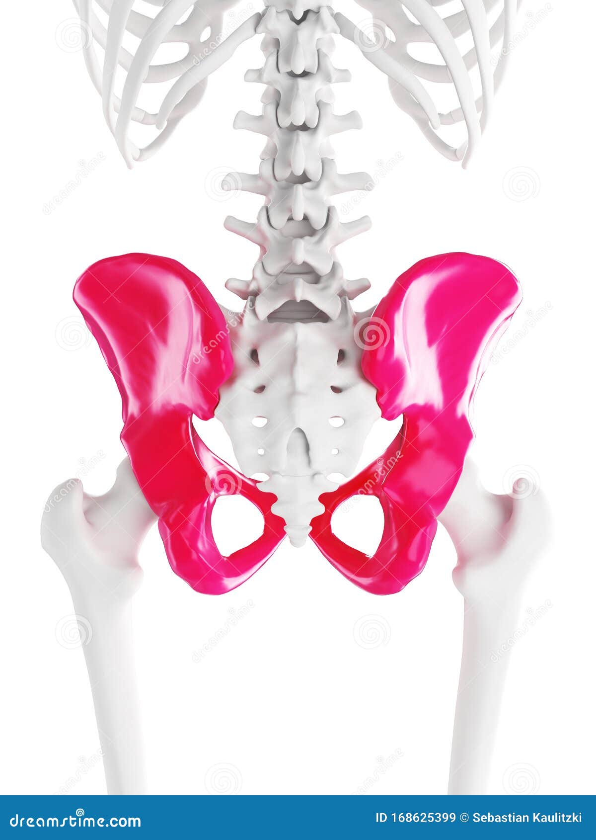 The hip stock illustration. Illustration of isolated - 168625399