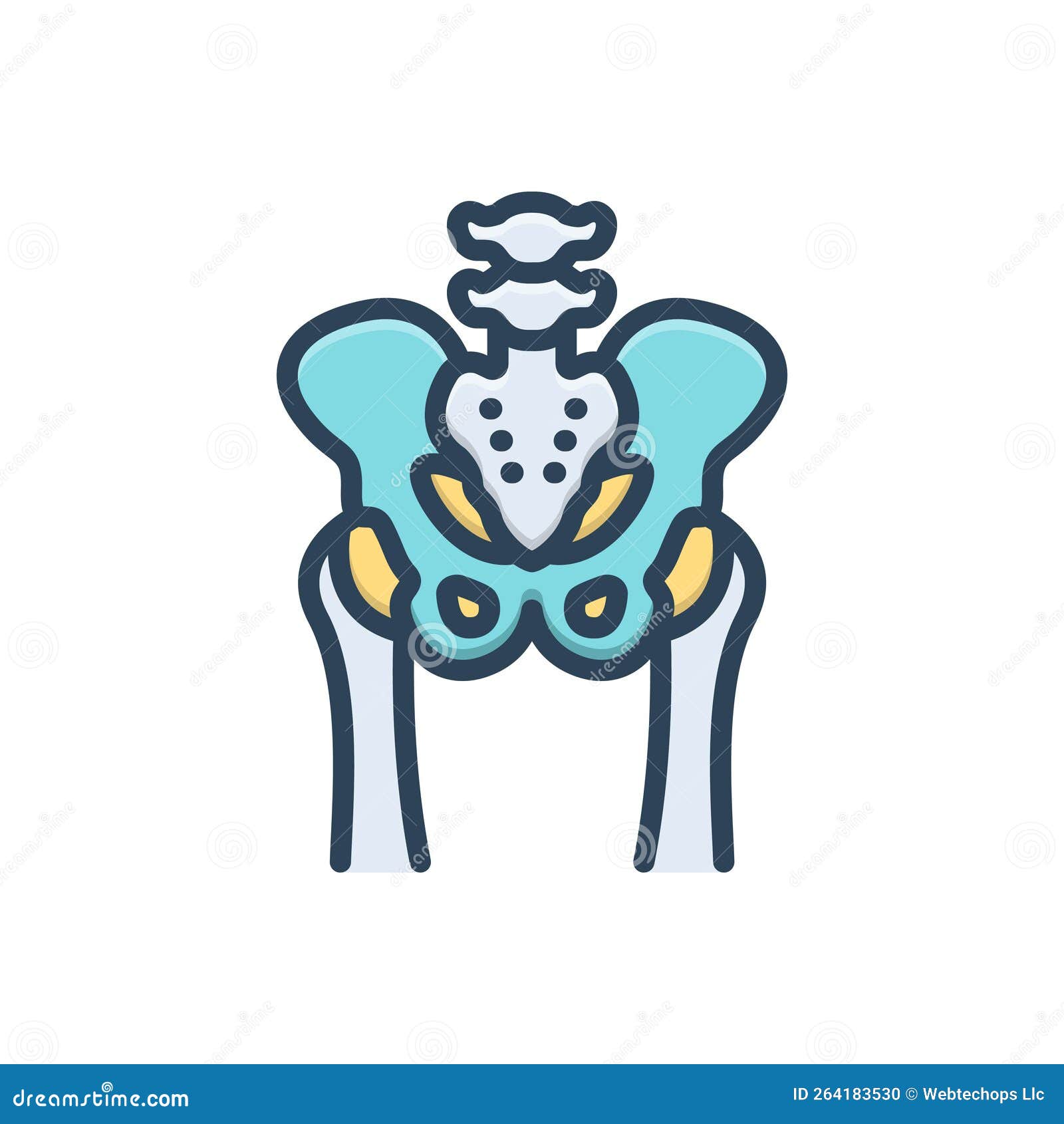 Color Illustration Icon for Hip, Pelvis and Skeleton Stock Vector ...