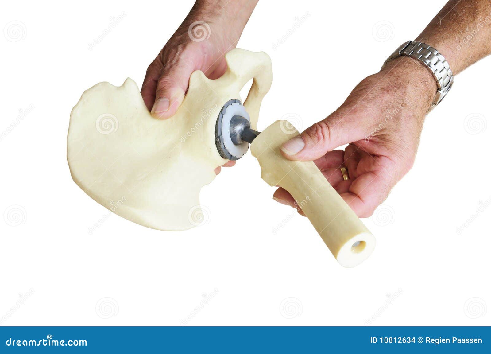 Hip joint stock photo. Image of cure, joint, explanation - 10812634