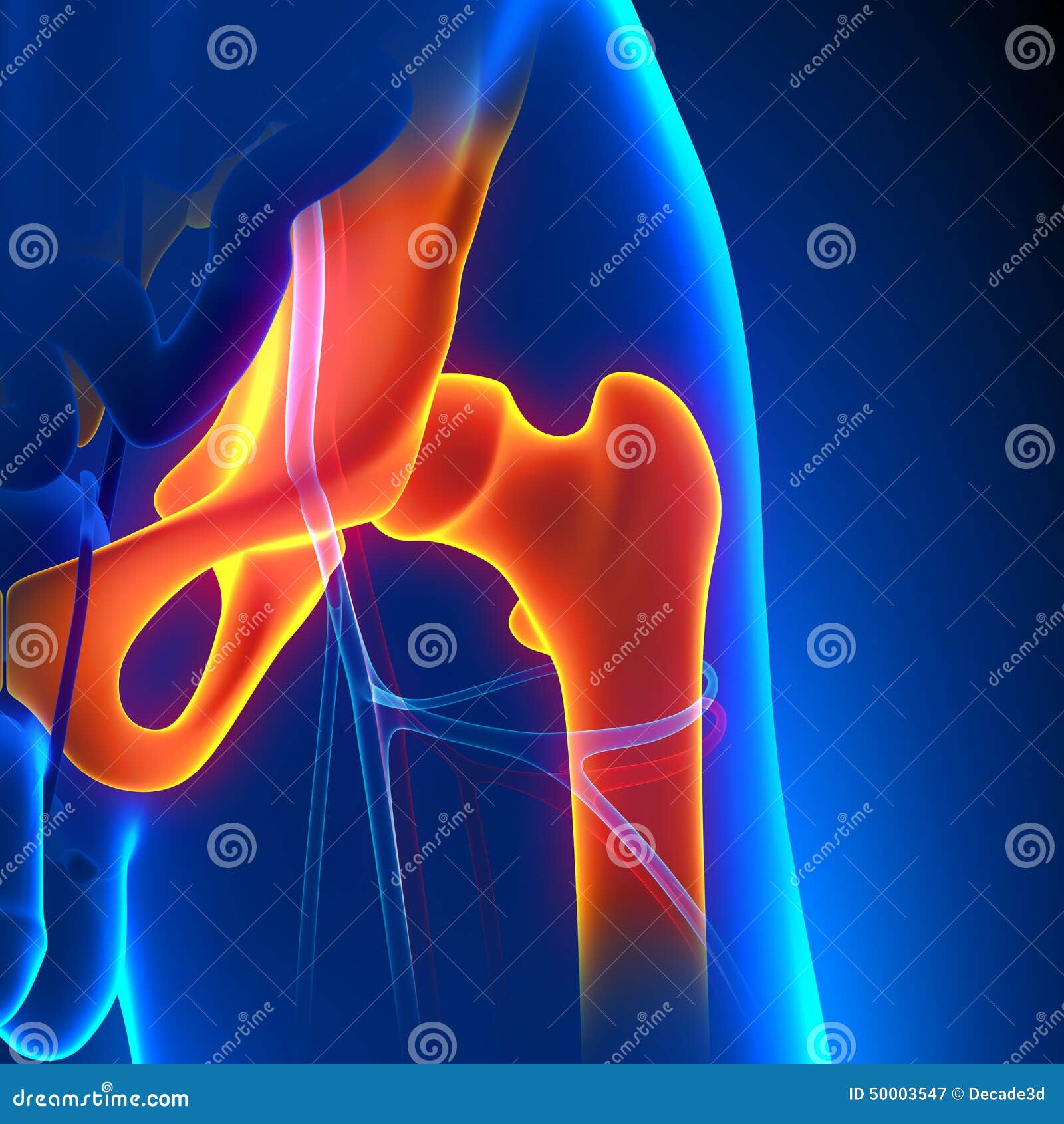Hip Joint Anatomy Pain Concept with Circulatory System Stock ...