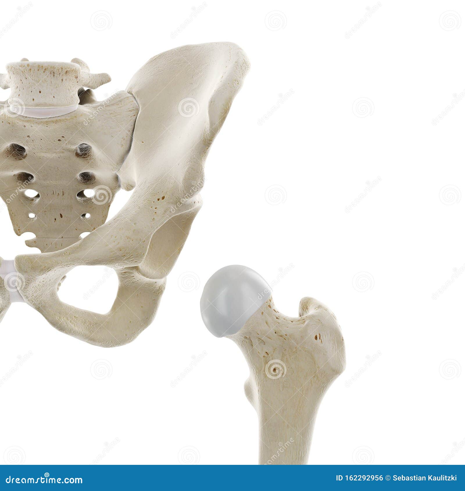 The hip joint stock illustration. Illustration of artwork - 162292956