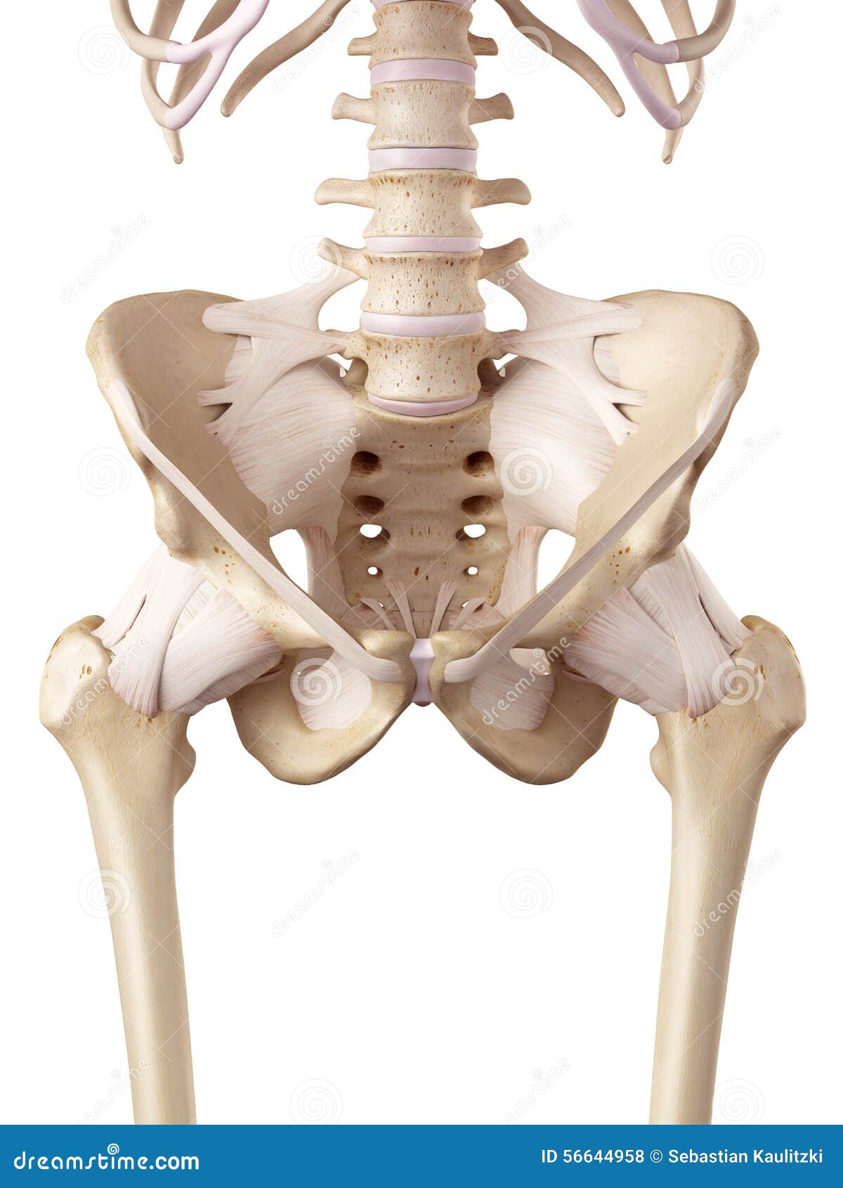 Ligaments Of The Lumbar Spine. Ligamenta Flava Yellow Ligament Vector ...