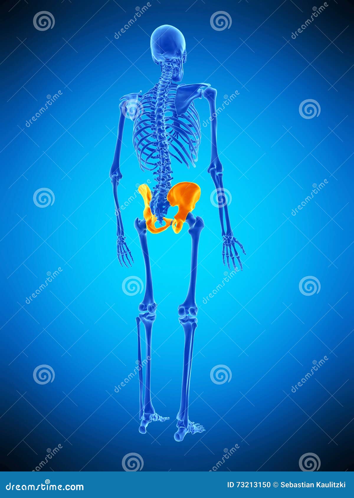 The hip stock illustration. Illustration of anatomy, sternum - 73213150