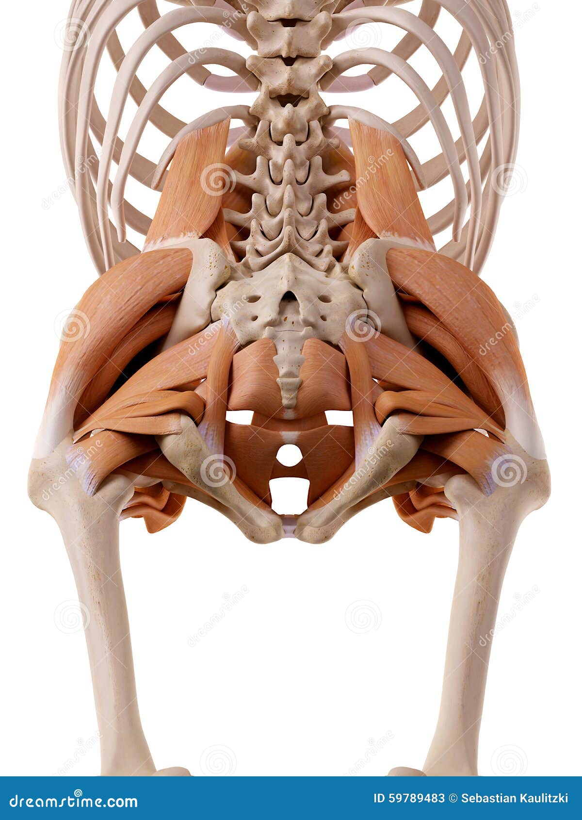 The hip muscles stock illustration. Illustration of education - 59789483