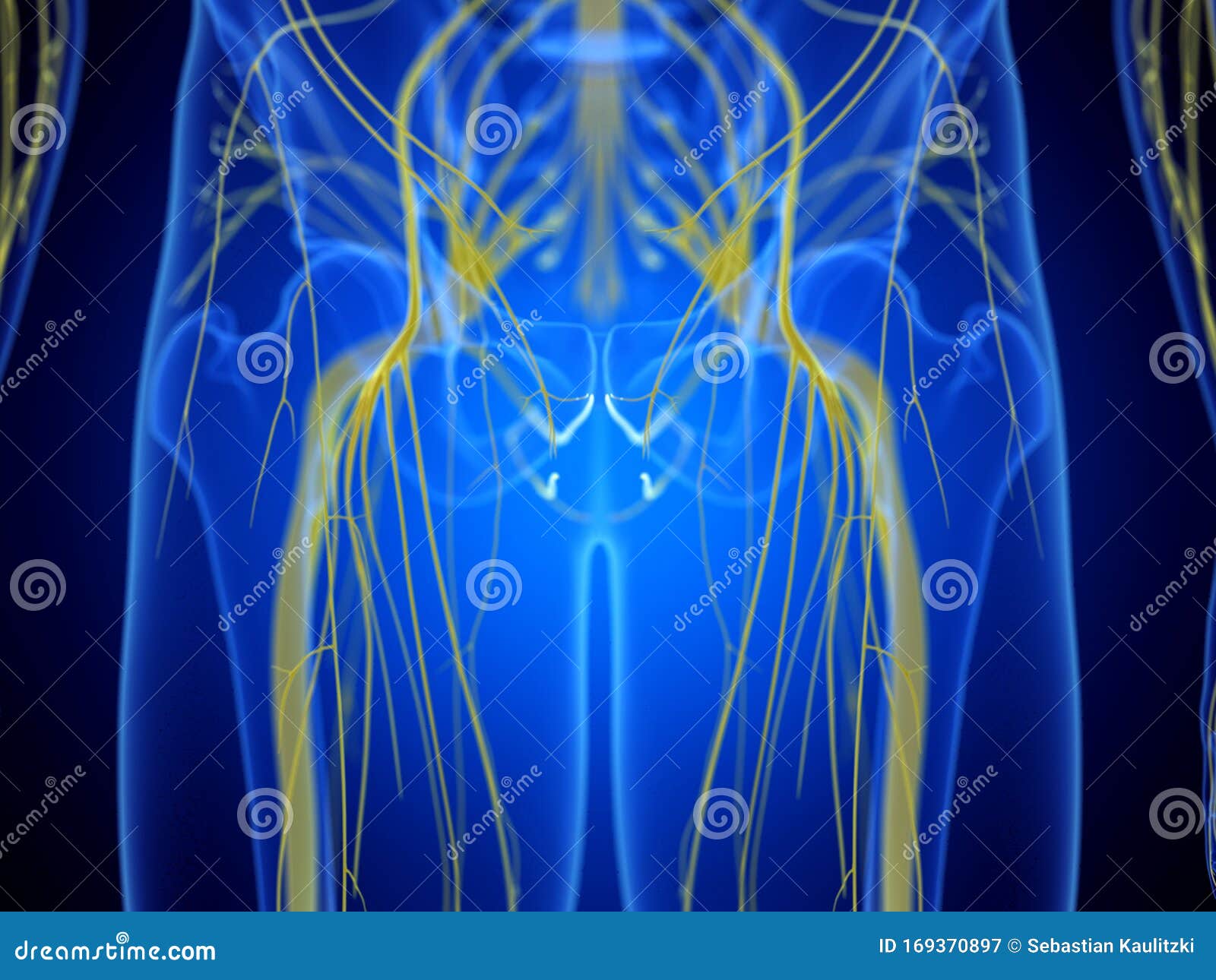 The hip nerves stock illustration. Illustration of medically - 169370897