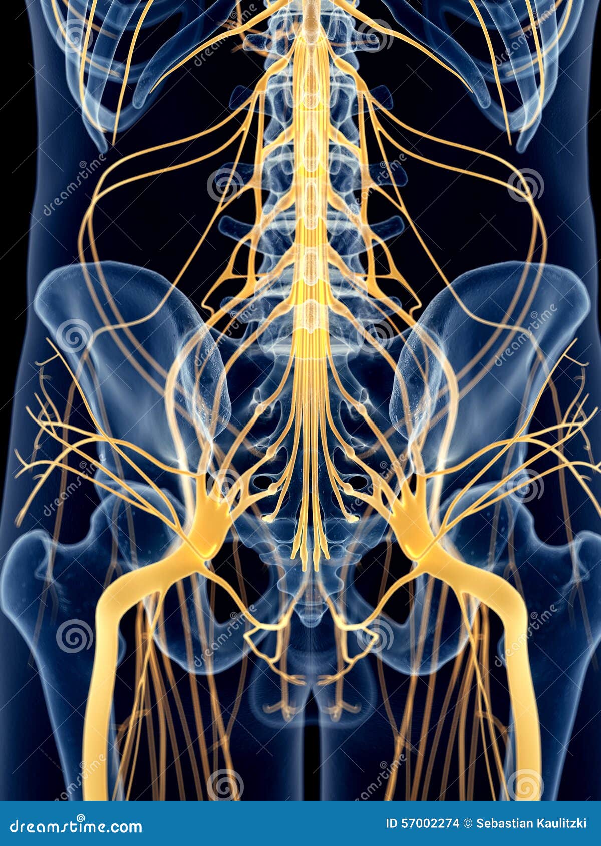 The hip nerves stock illustration. Illustration of anatomical - 57002274