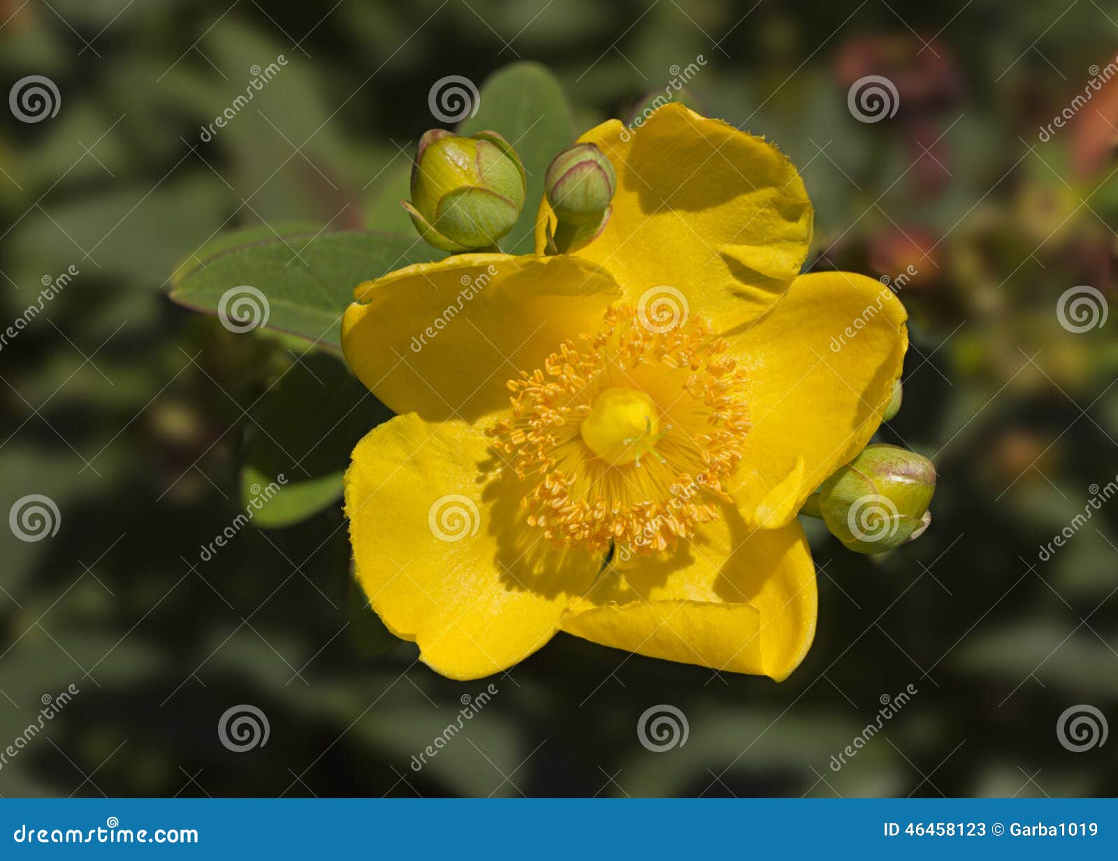 Hipericum flower stock image. Image of foliage, medicine - 46458123