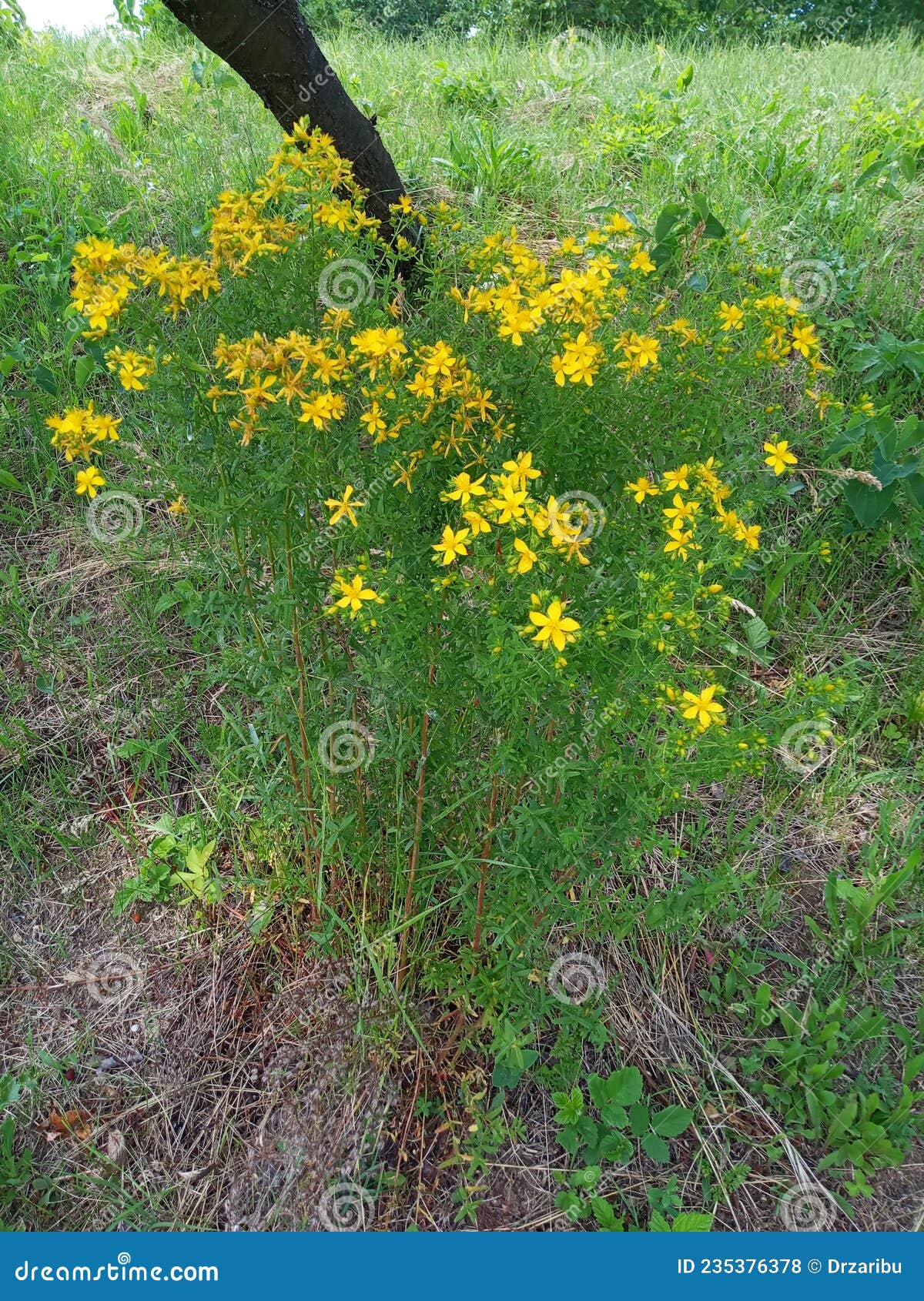 Hipericum Perforatum Conocido Como Perforate St Johnswort Foto de ...