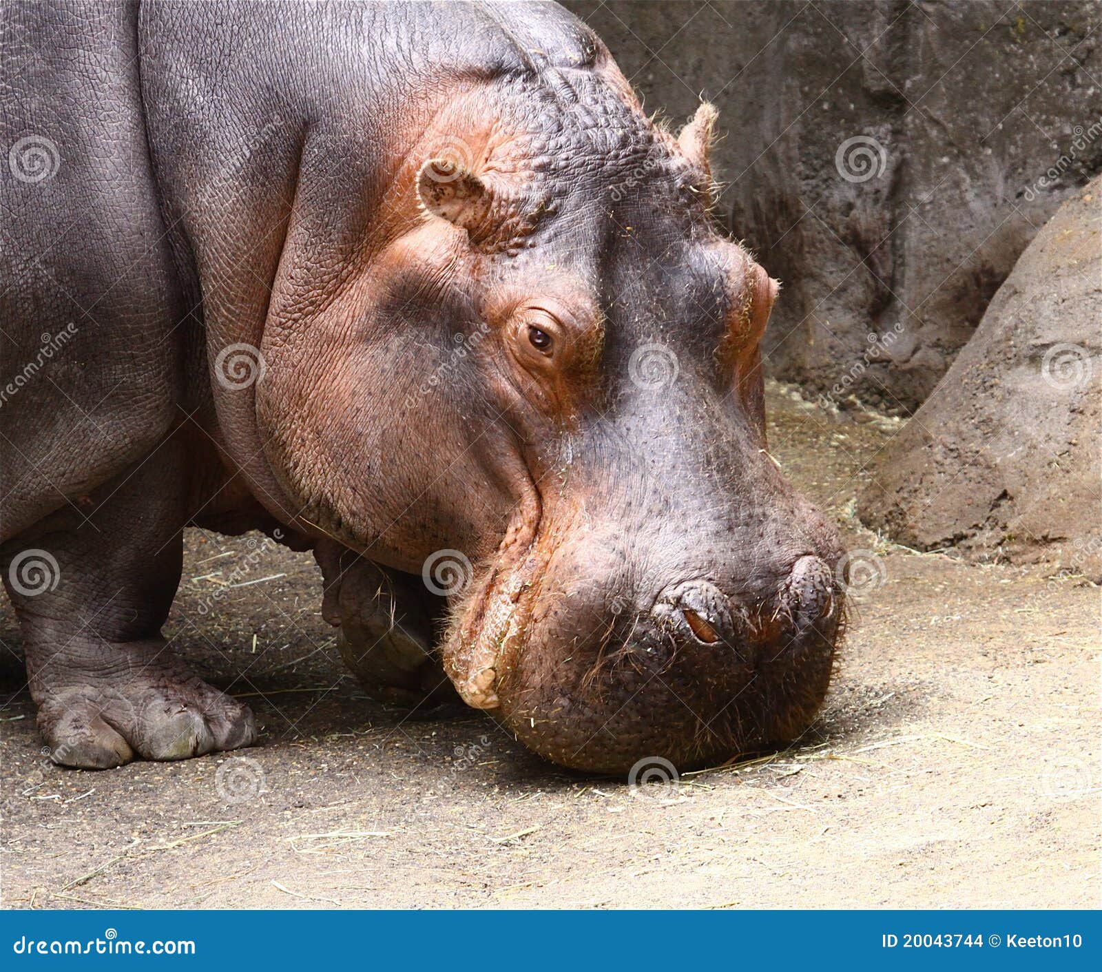 Hipo stock photo. Image of hipo, oregon, west, galeco - 20043744