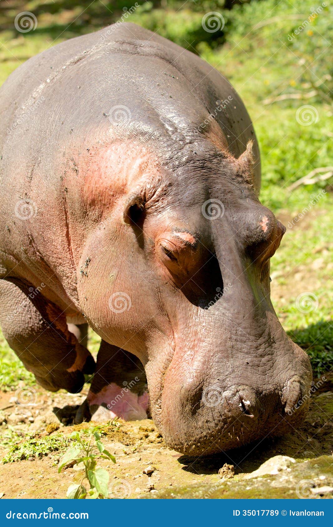 Hipo stock image. Image of forest, wild, animal, living - 35017789