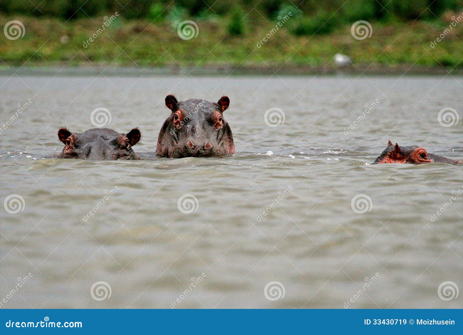 Hipo In The Pool Royalty-Free Stock Photography | CartoonDealer.com ...