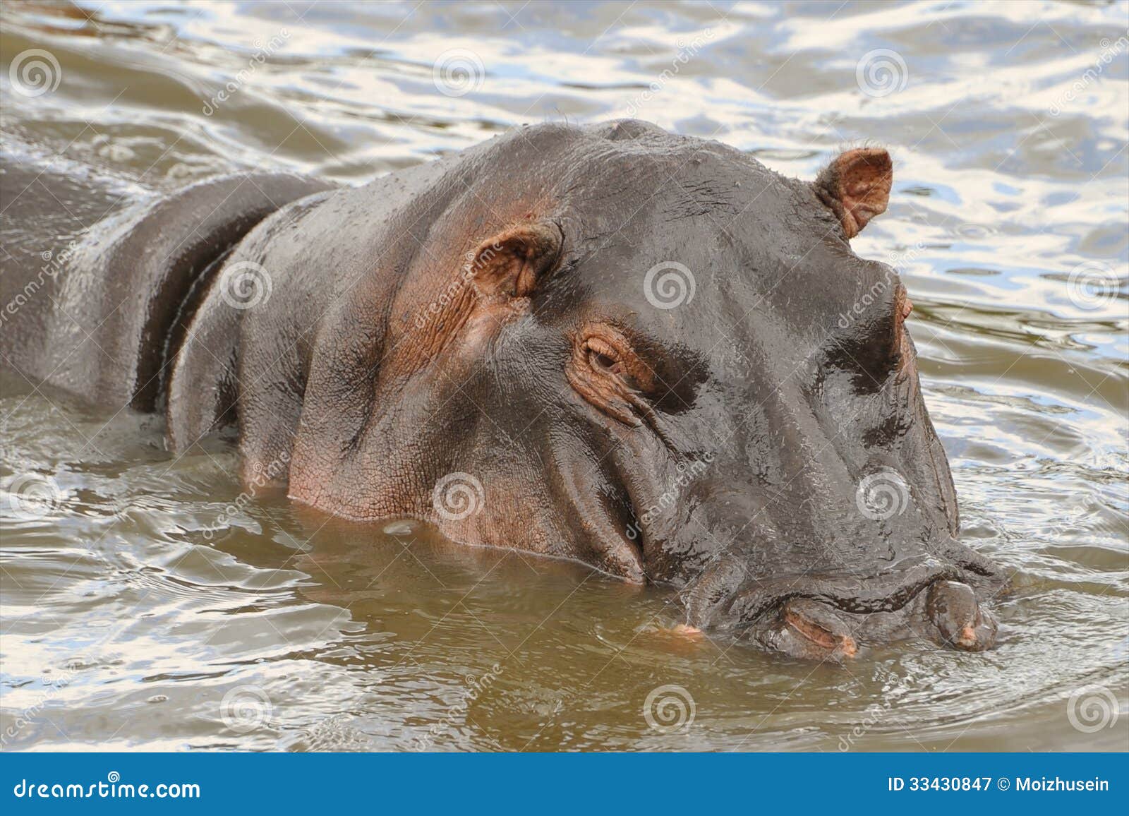 Hipo In The Pool Royalty-Free Stock Photo | CartoonDealer.com #33430719