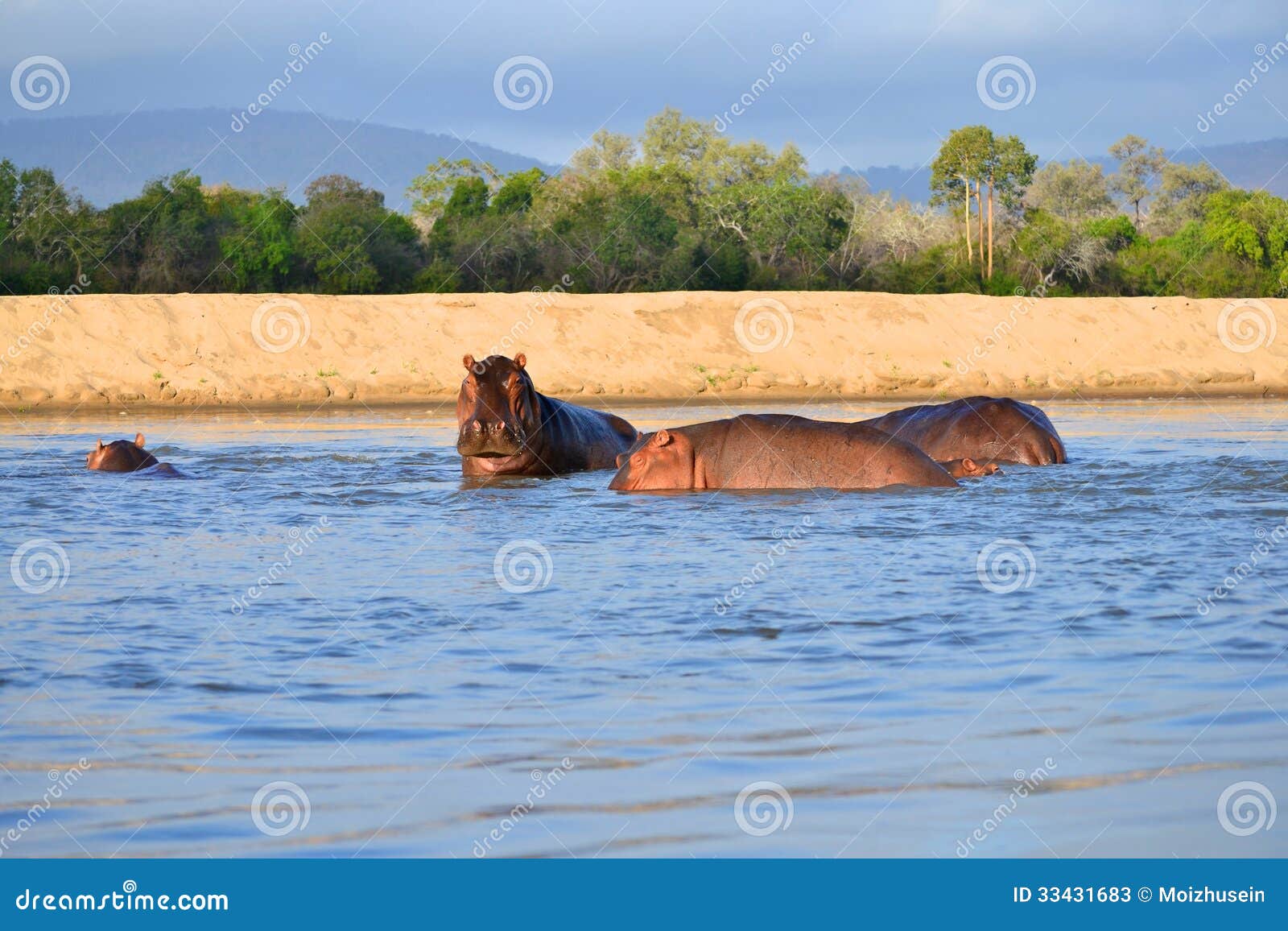 Hipo In The Pool Royalty-Free Stock Photography | CartoonDealer.com ...