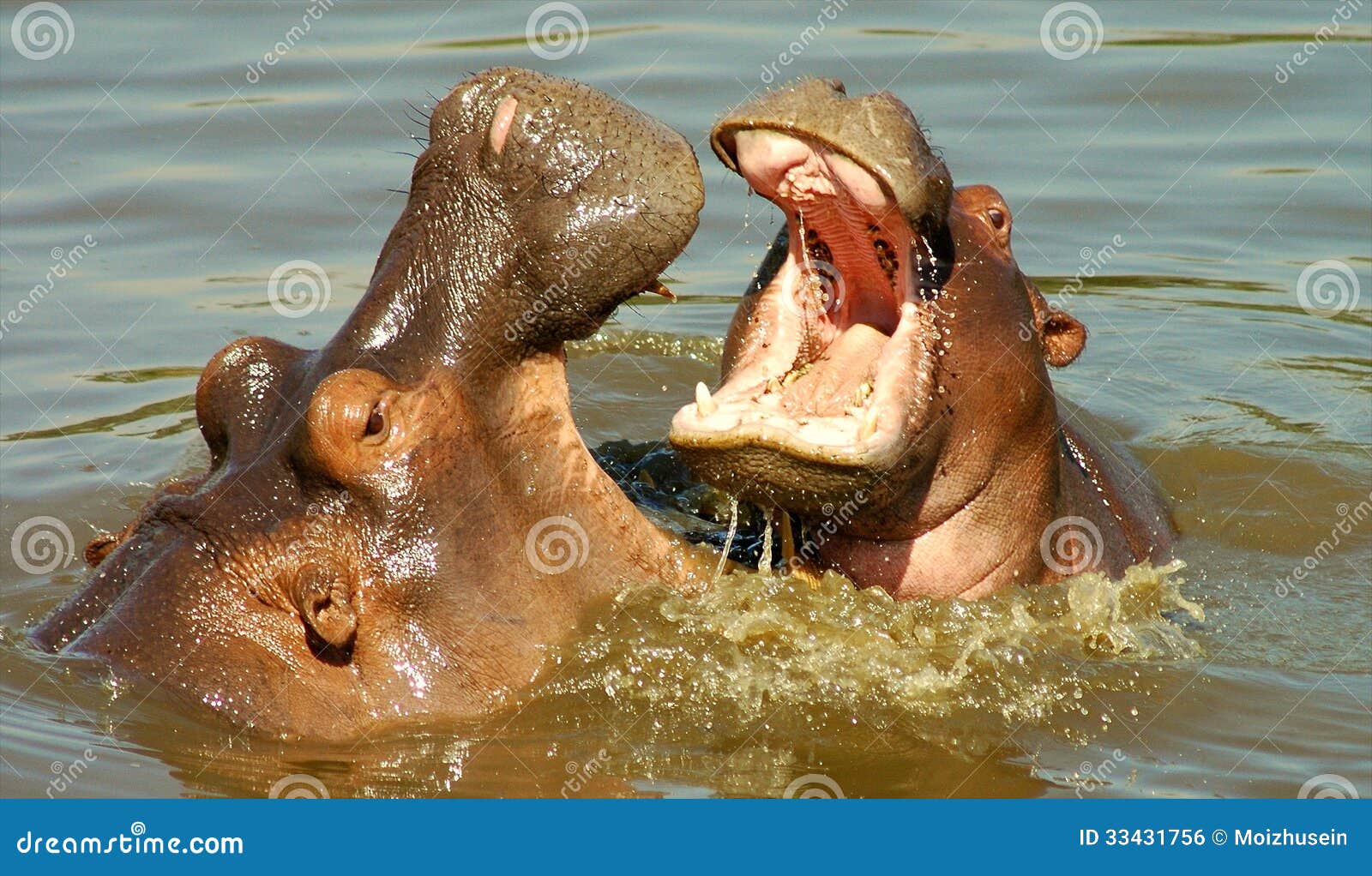 Hipo In The Pool Royalty-Free Stock Photo | CartoonDealer.com #33430719