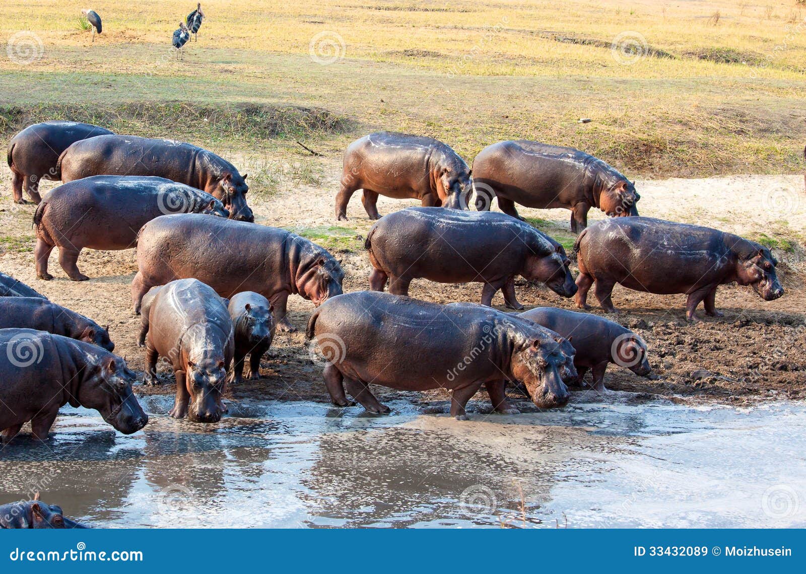 Hipo In The Pool Royalty-Free Stock Photography | CartoonDealer.com ...