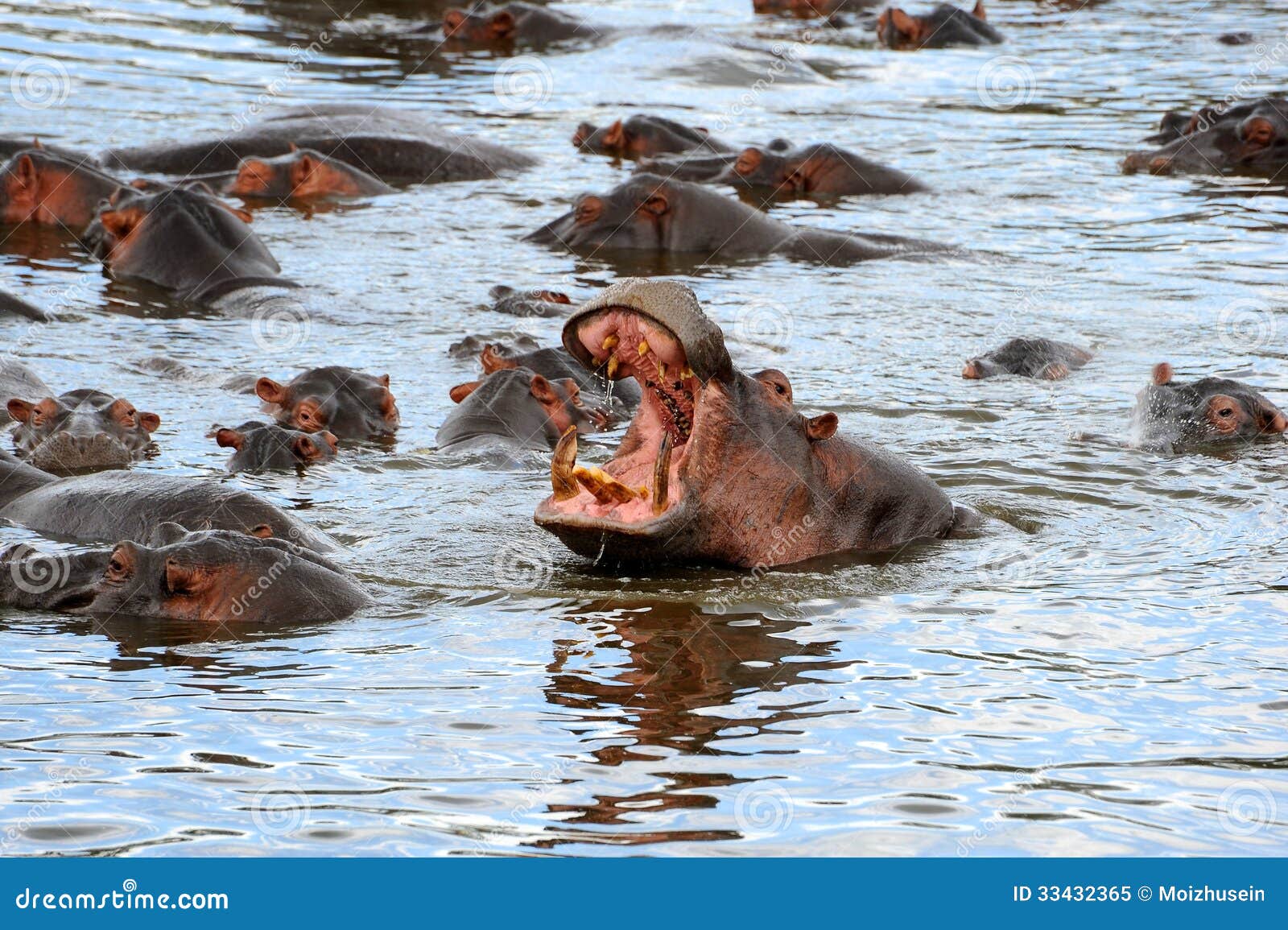 Hipo In The Pool Royalty-Free Stock Photo | CartoonDealer.com #33430719