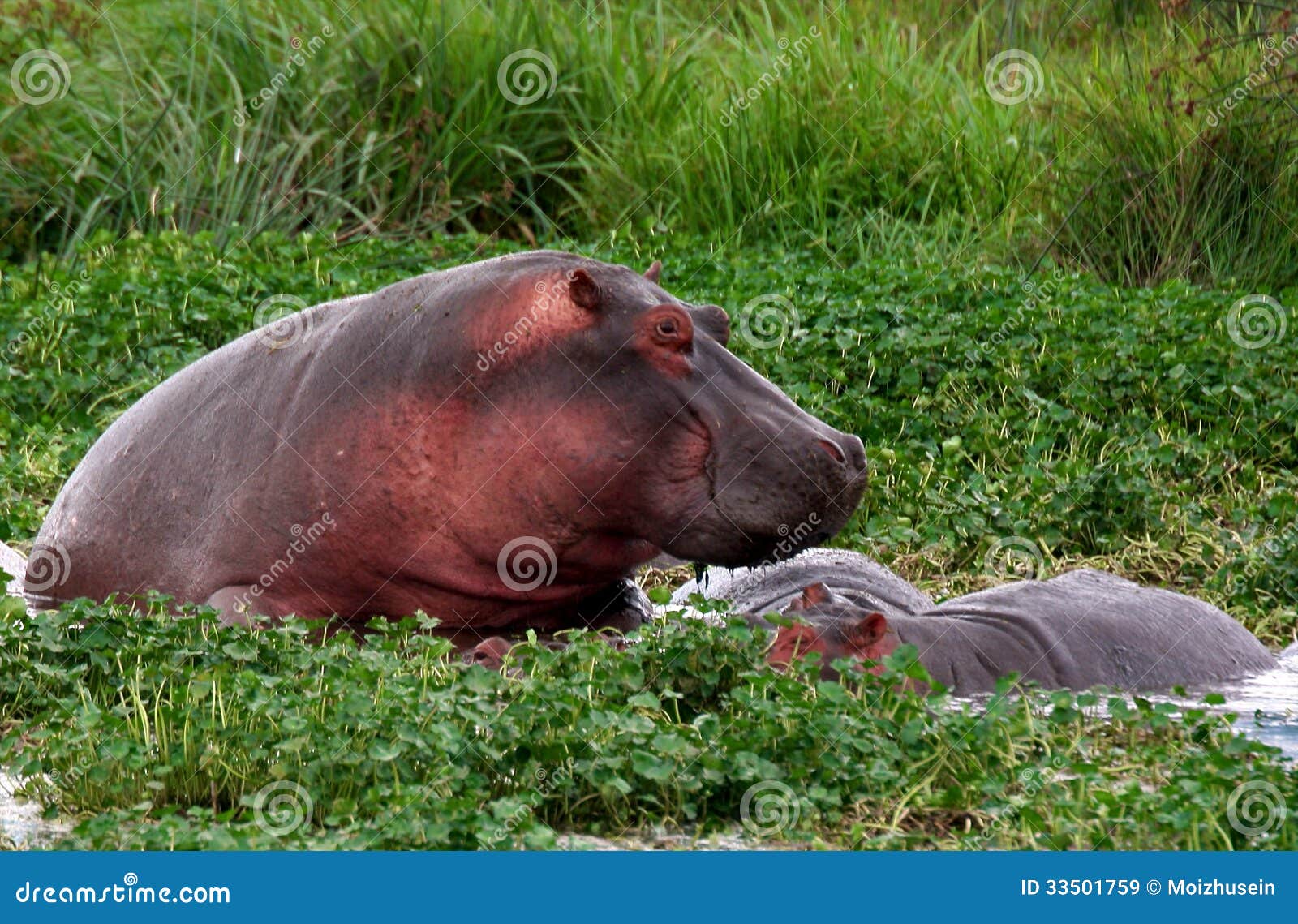 Hipo In The Pool Royalty-Free Stock Photo | CartoonDealer.com #33430719