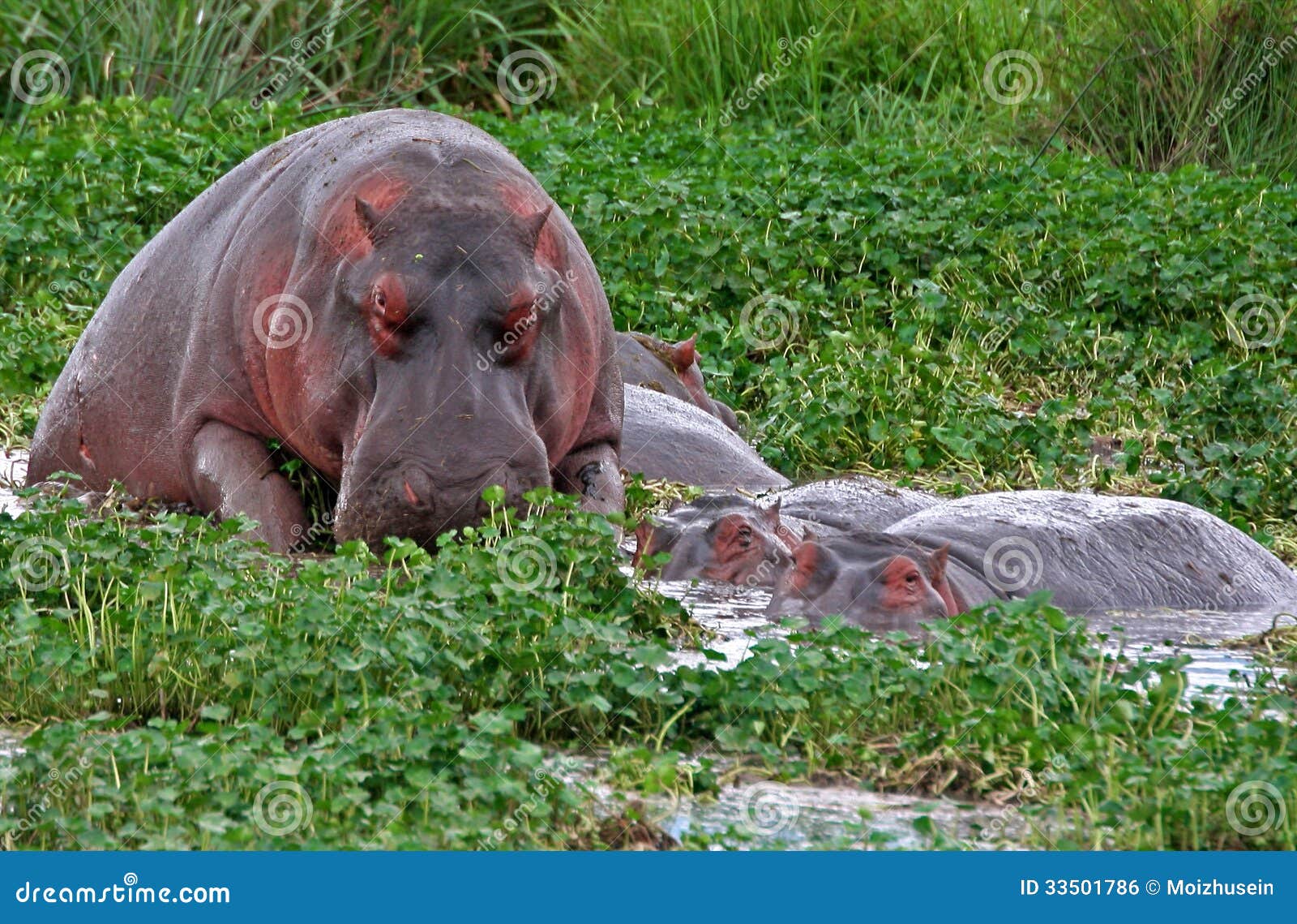 Hipo In The Pool Royalty-Free Stock Photo | CartoonDealer.com #33430719