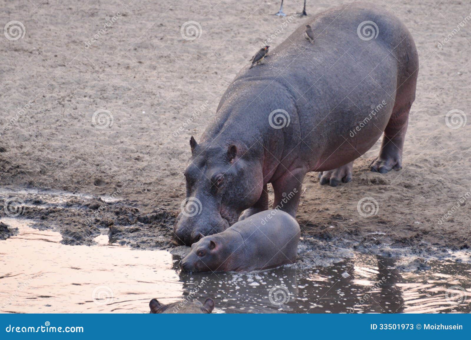 Hipo In The Pool Royalty-Free Stock Photo | CartoonDealer.com #33430719