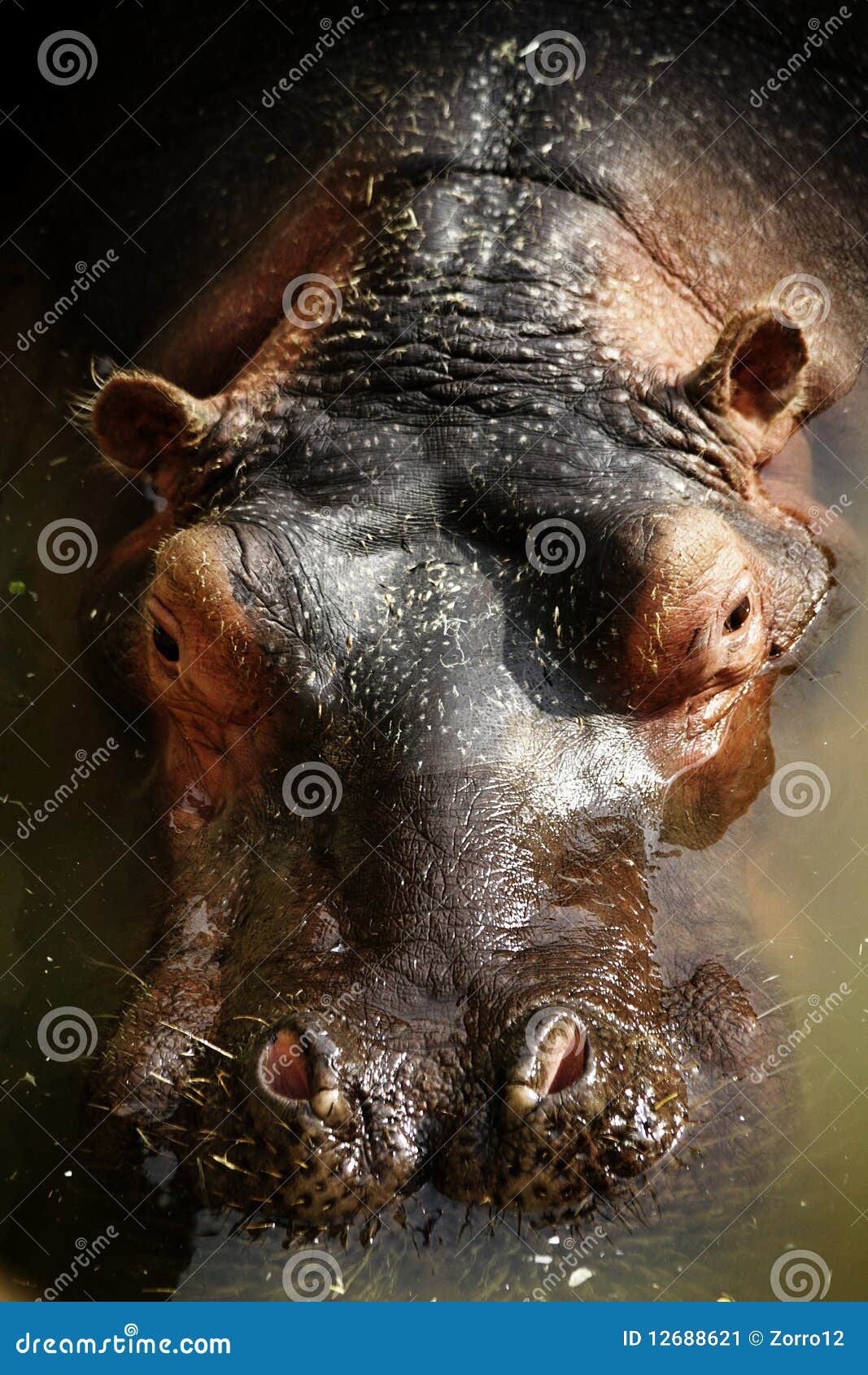 Hipopotam obraz stock. Obraz złożonej z nadwodny, sadło - 12688621