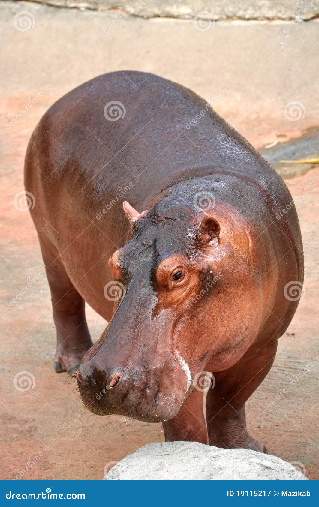 Hipopotam obraz stock. Obraz złożonej z sylwetka, naturalny - 19115217