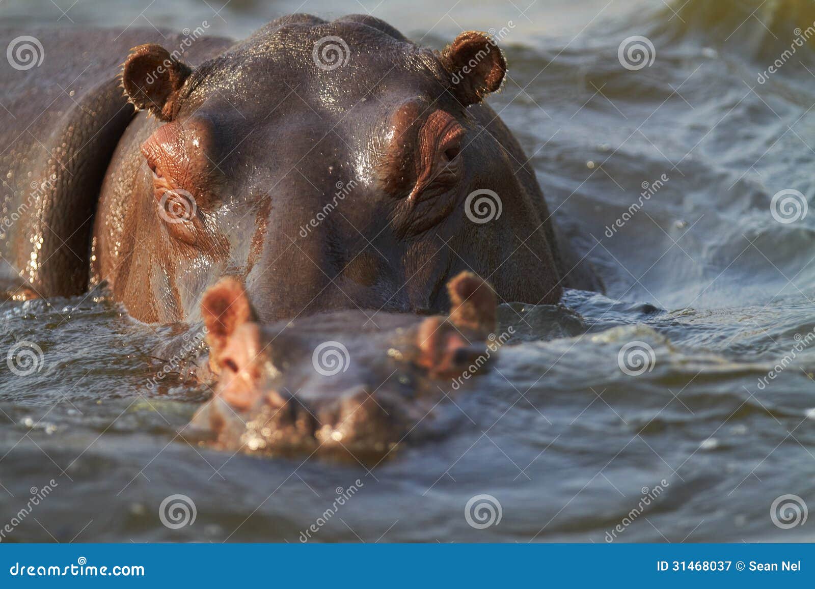 Hipopotam obraz stock. Obraz złożonej z plenerowy, woda - 31468037