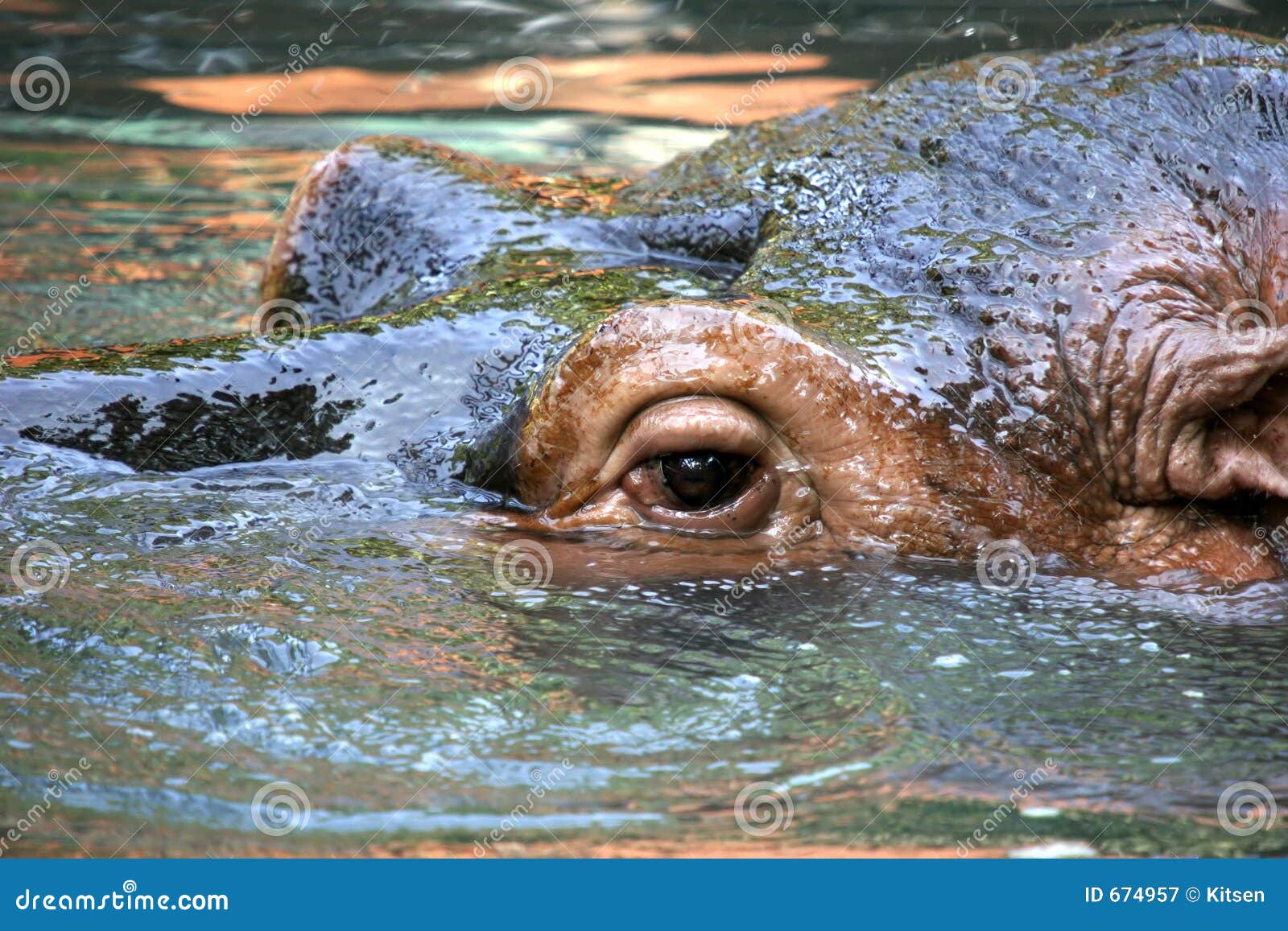 Hipopotam obraz stock. Obraz złożonej z szorstki, ogromny - 674957