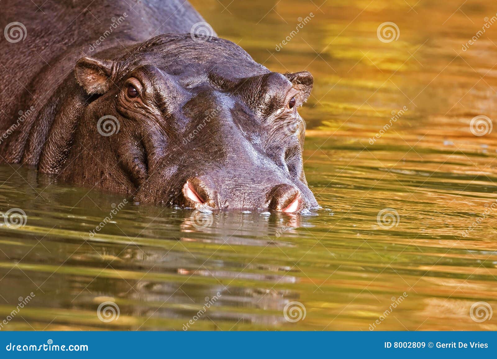 Hipopotam obraz stock. Obraz złożonej z pomarańcze, zakończenie - 8002809