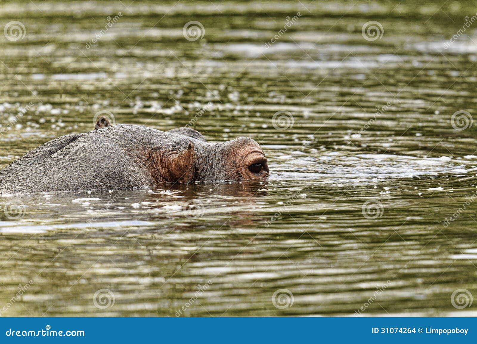 Hipopotam w wodzie zdjęcie stock. Obraz złożonej z hipopotam - 31074264