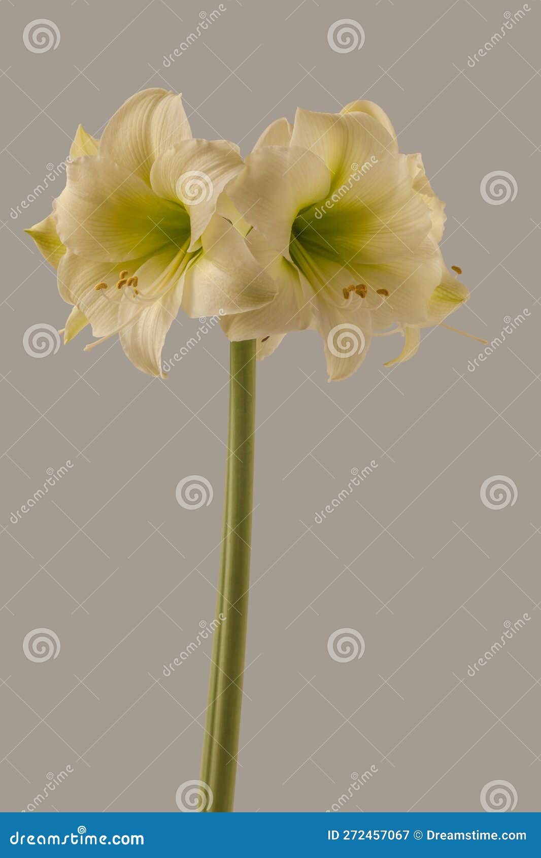 Hippeastrum (amaryllis) Northpole" on Gray Background Stock Image ...