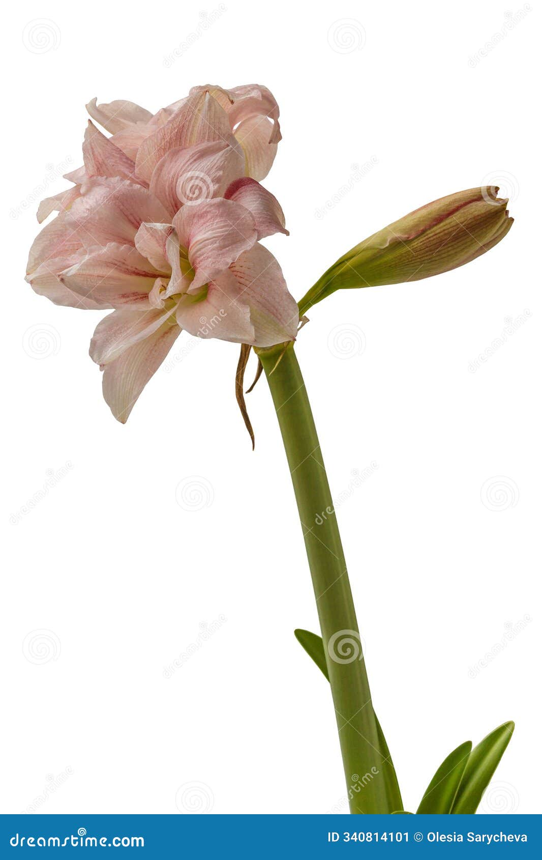 Hippeastrum (amaryllis) Pink Glory on a White Background Isolated Stock ...